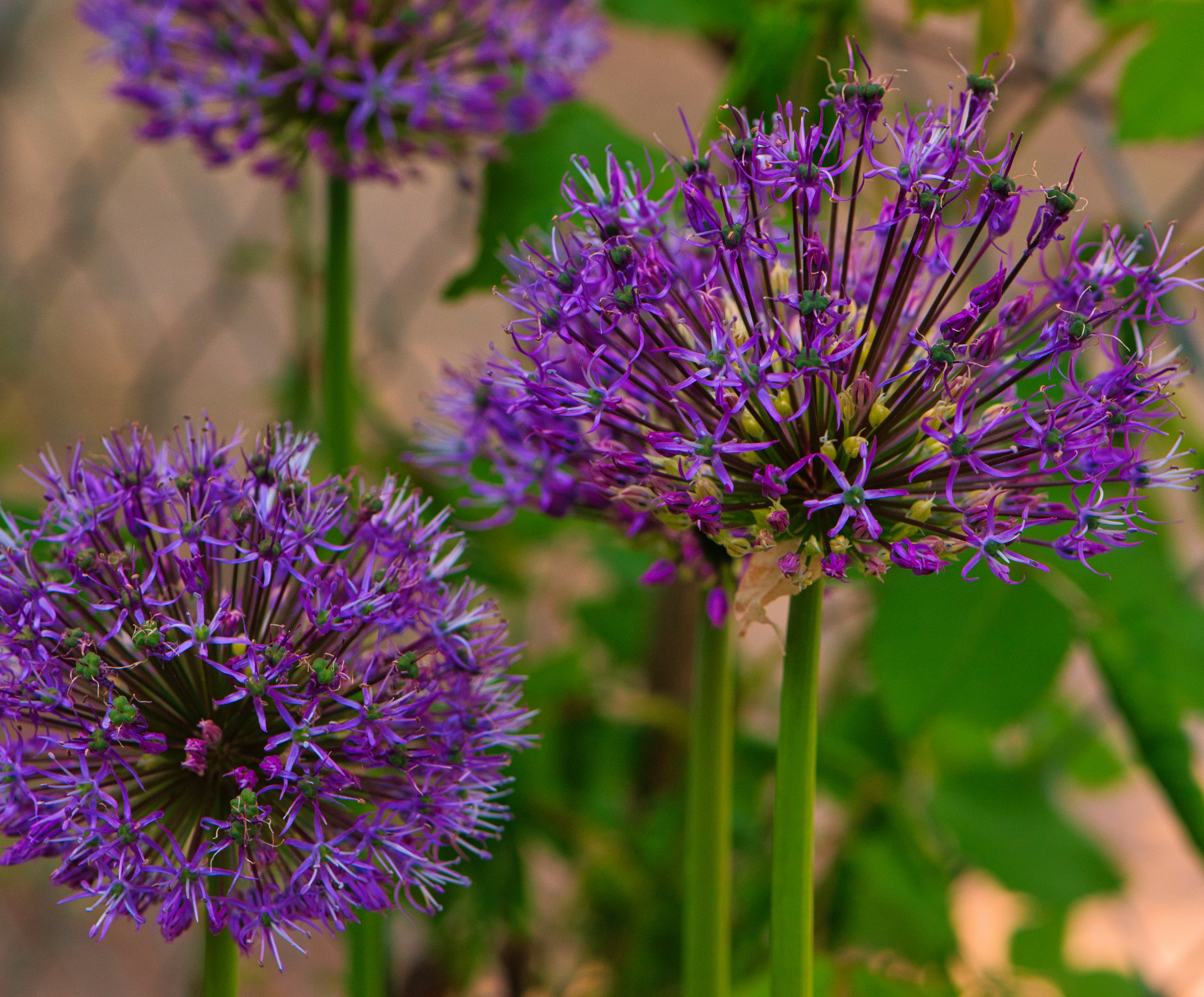 Vibrant purple allium blossoms with fine, spiky florets in sharp detail against a softly blurred green background. A close floral portrait highlighting spherical flower heads and delicate textures.