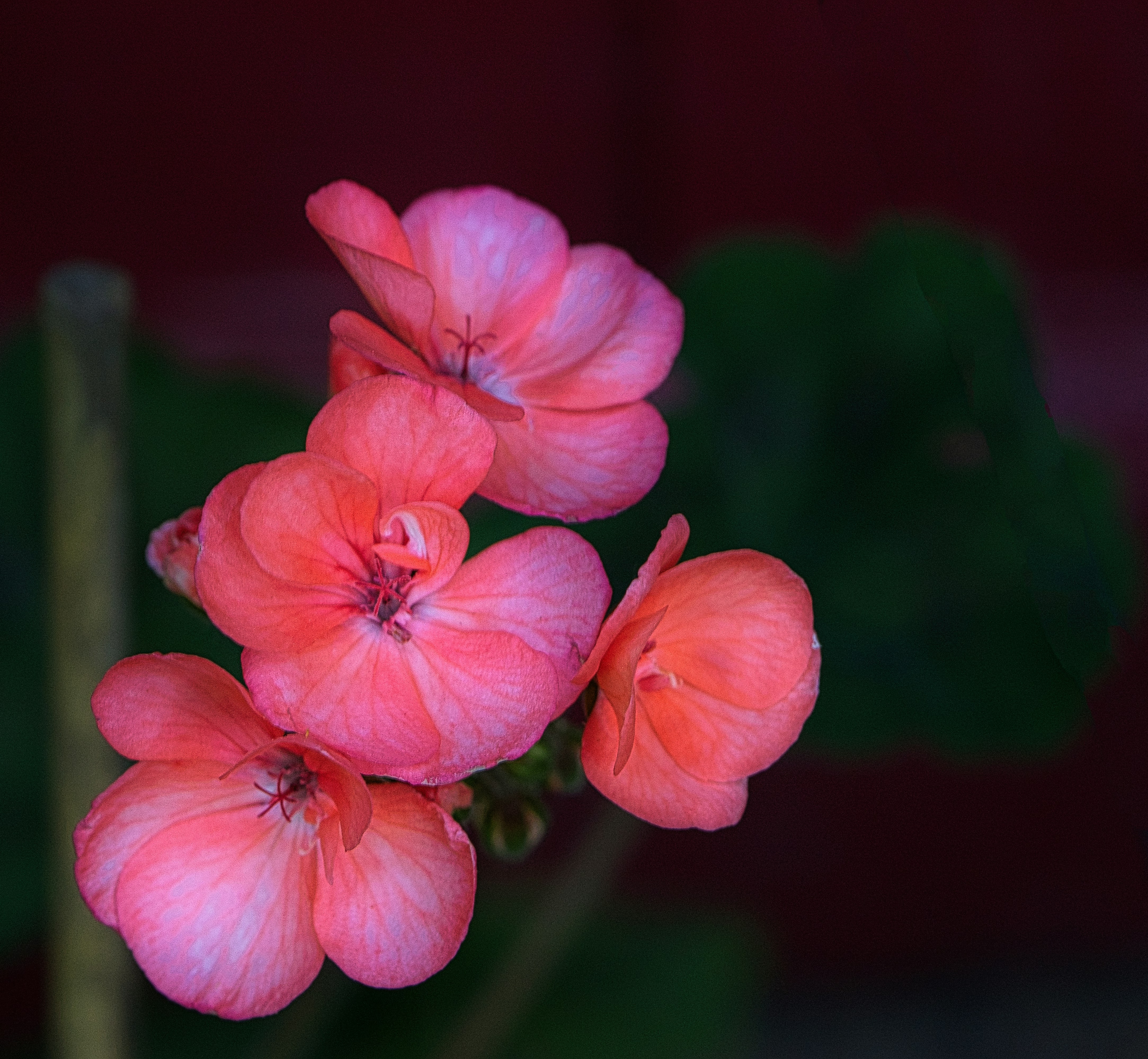 Pink geranium cluster in soft focus garden glow