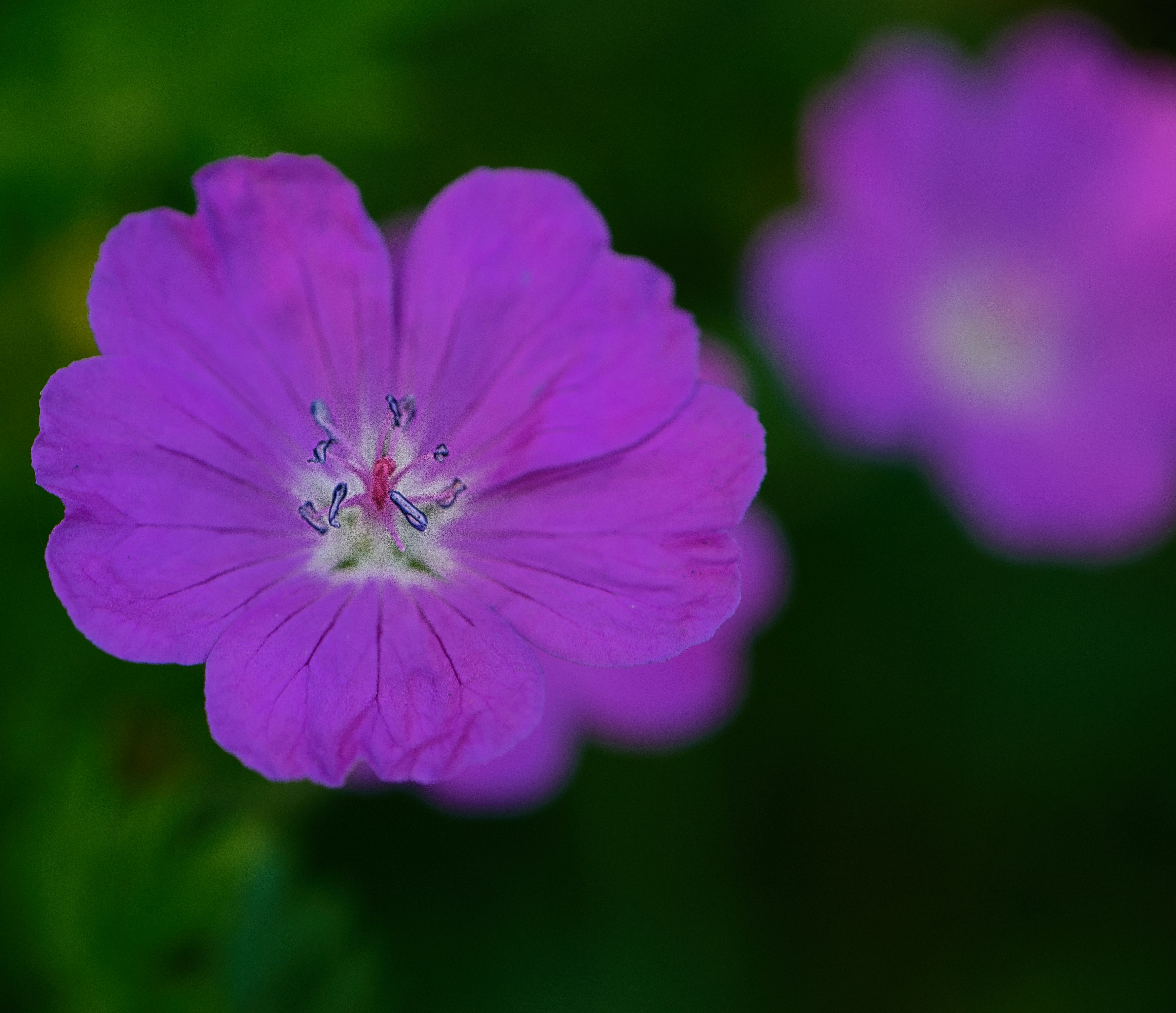 Crimson Veil: A Close-Up Bloom in Soft Focus