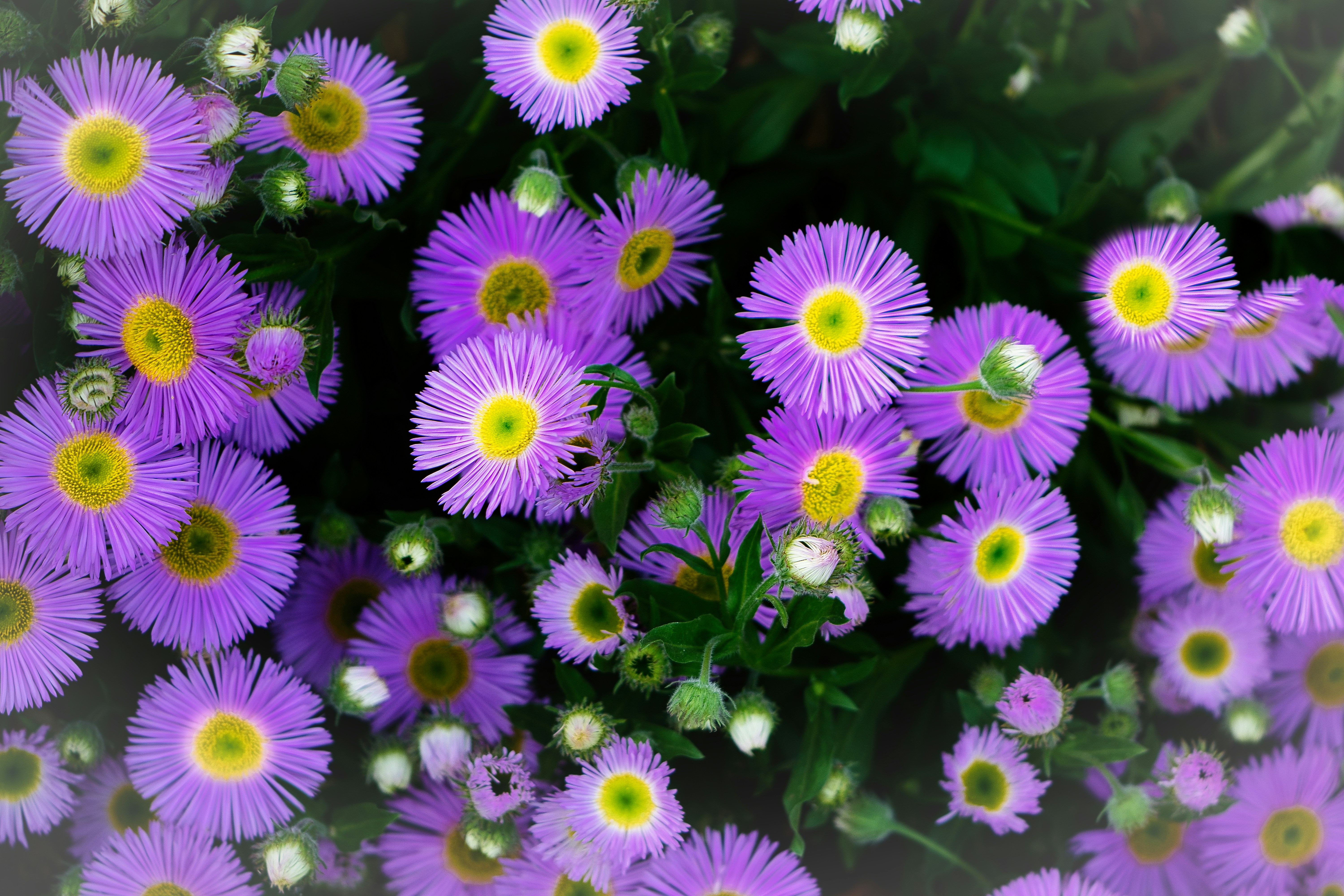Lavender Sunburst: A Field of Purple Daisies with Yellow Cores