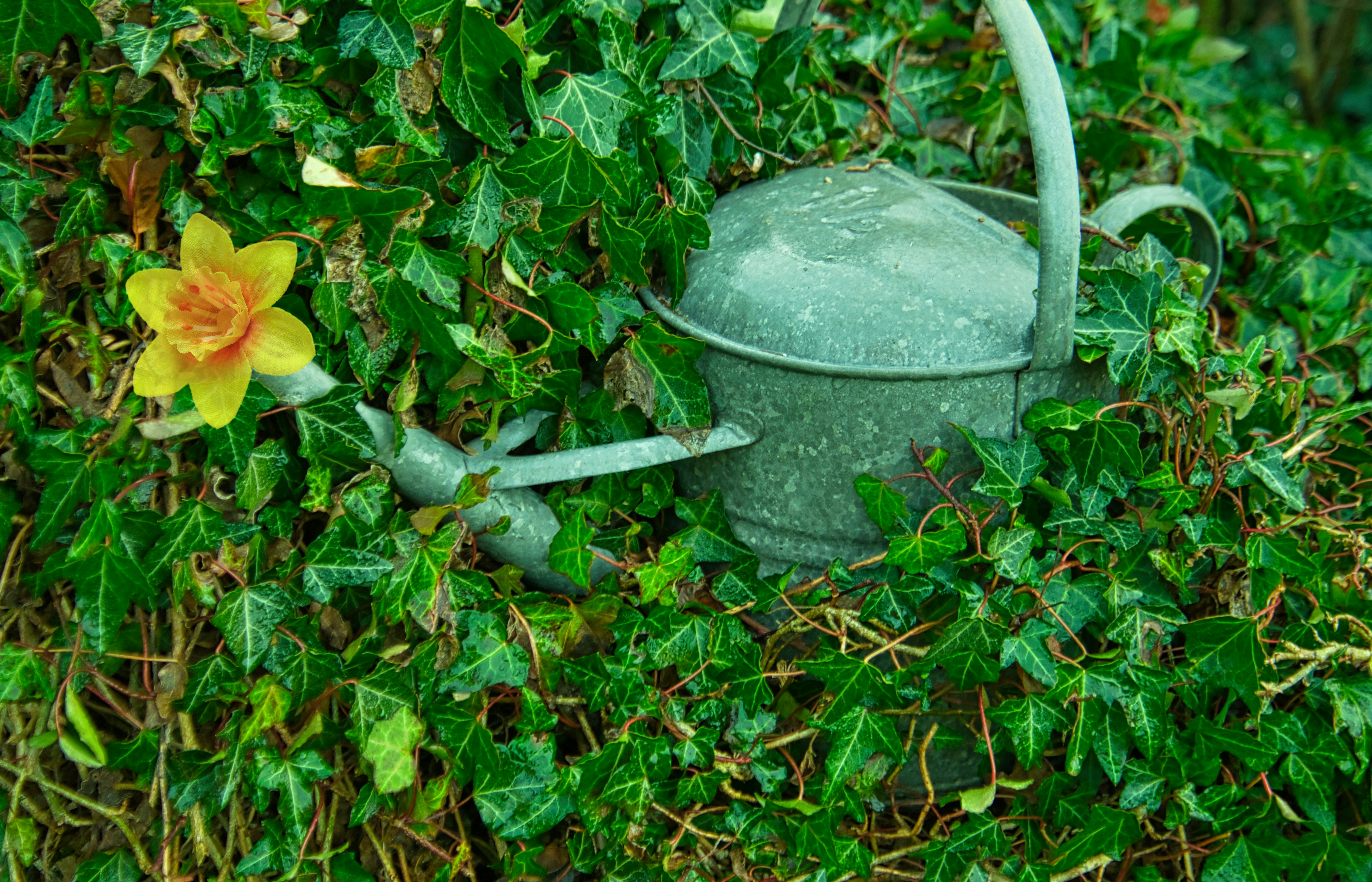 Green watering can peeking through ivy