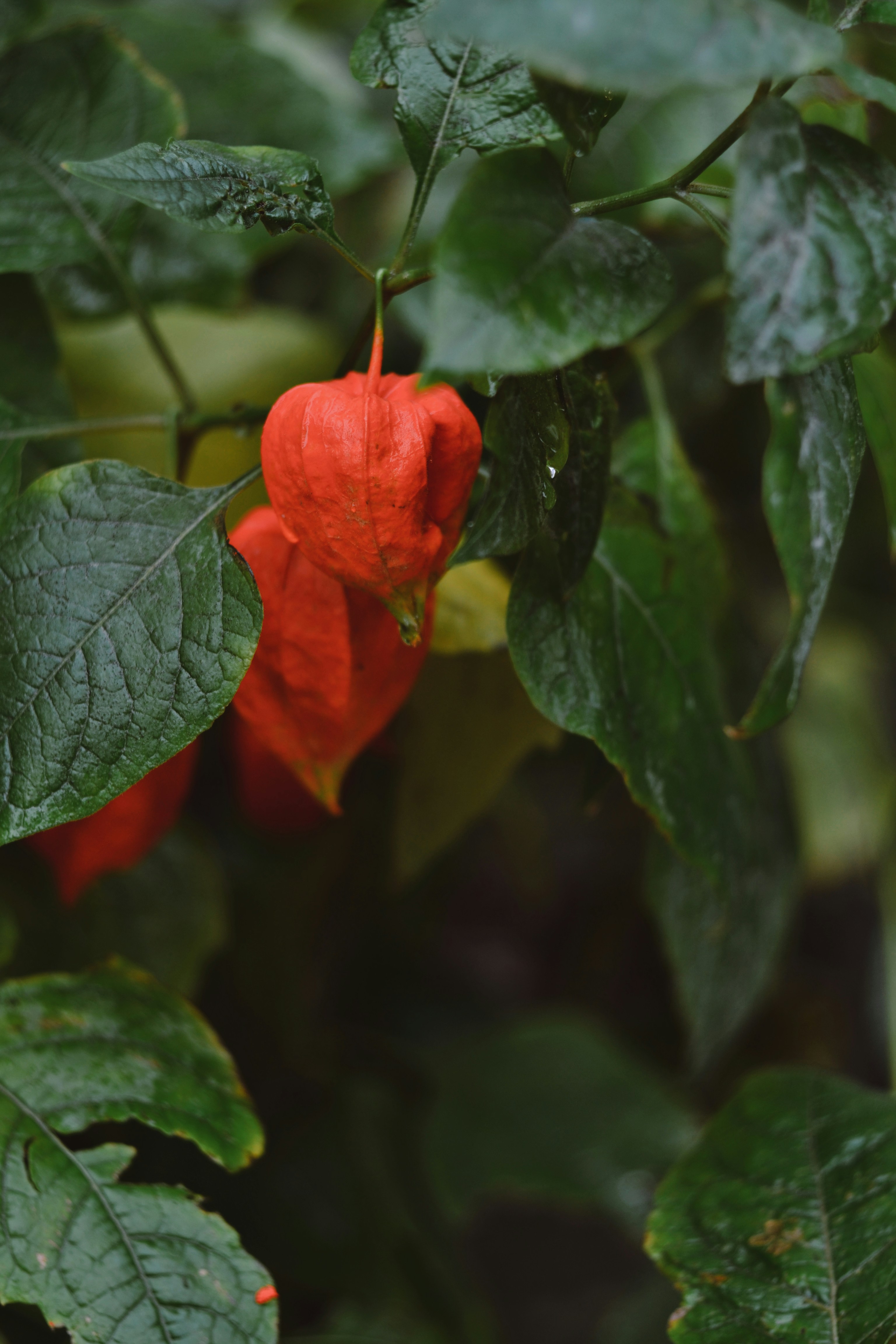 Red lantern among green leaves: a solitary bloom in focus