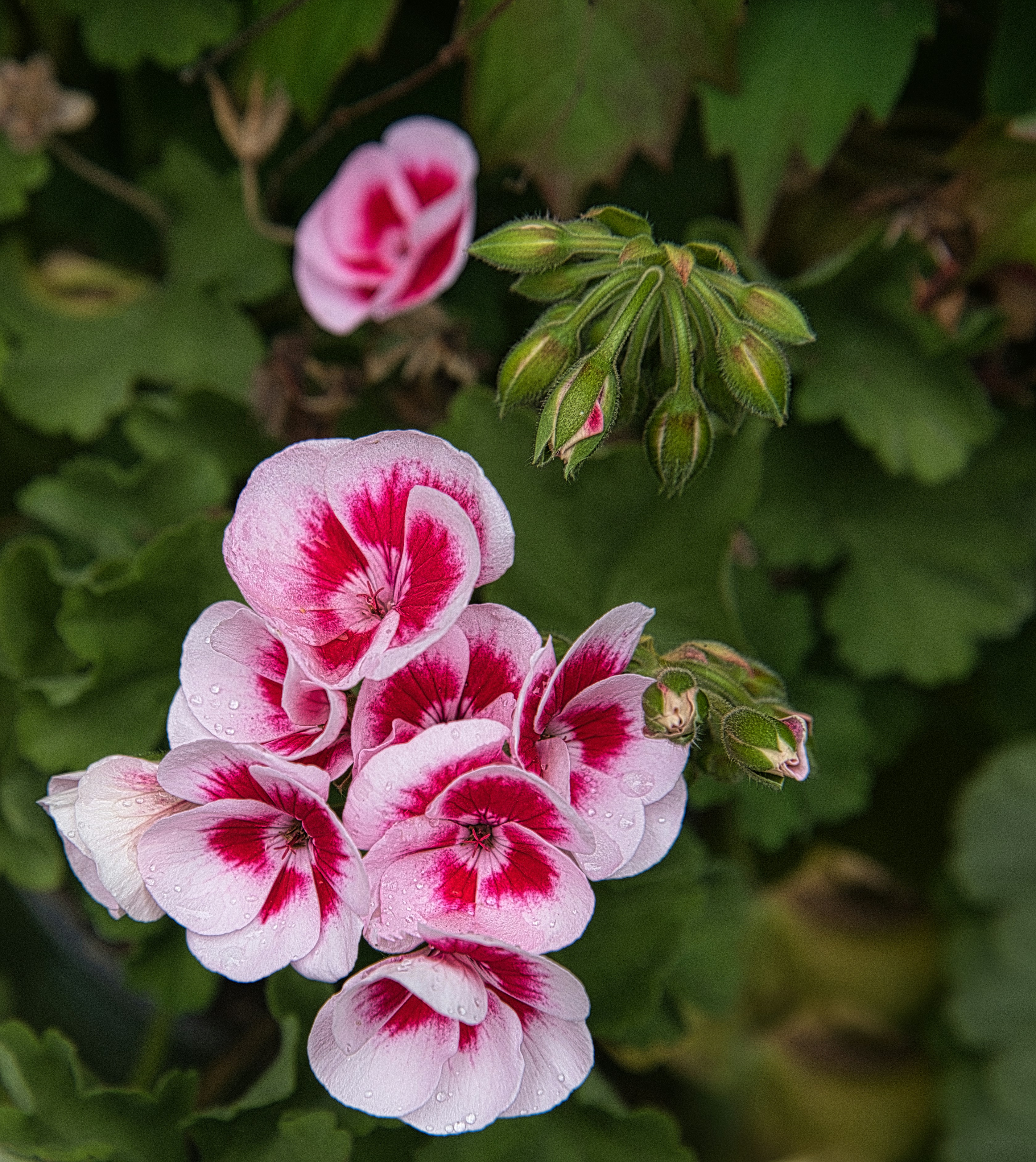 Pink-centered cluster: dew-kissed geranium blossoms in soft garden light