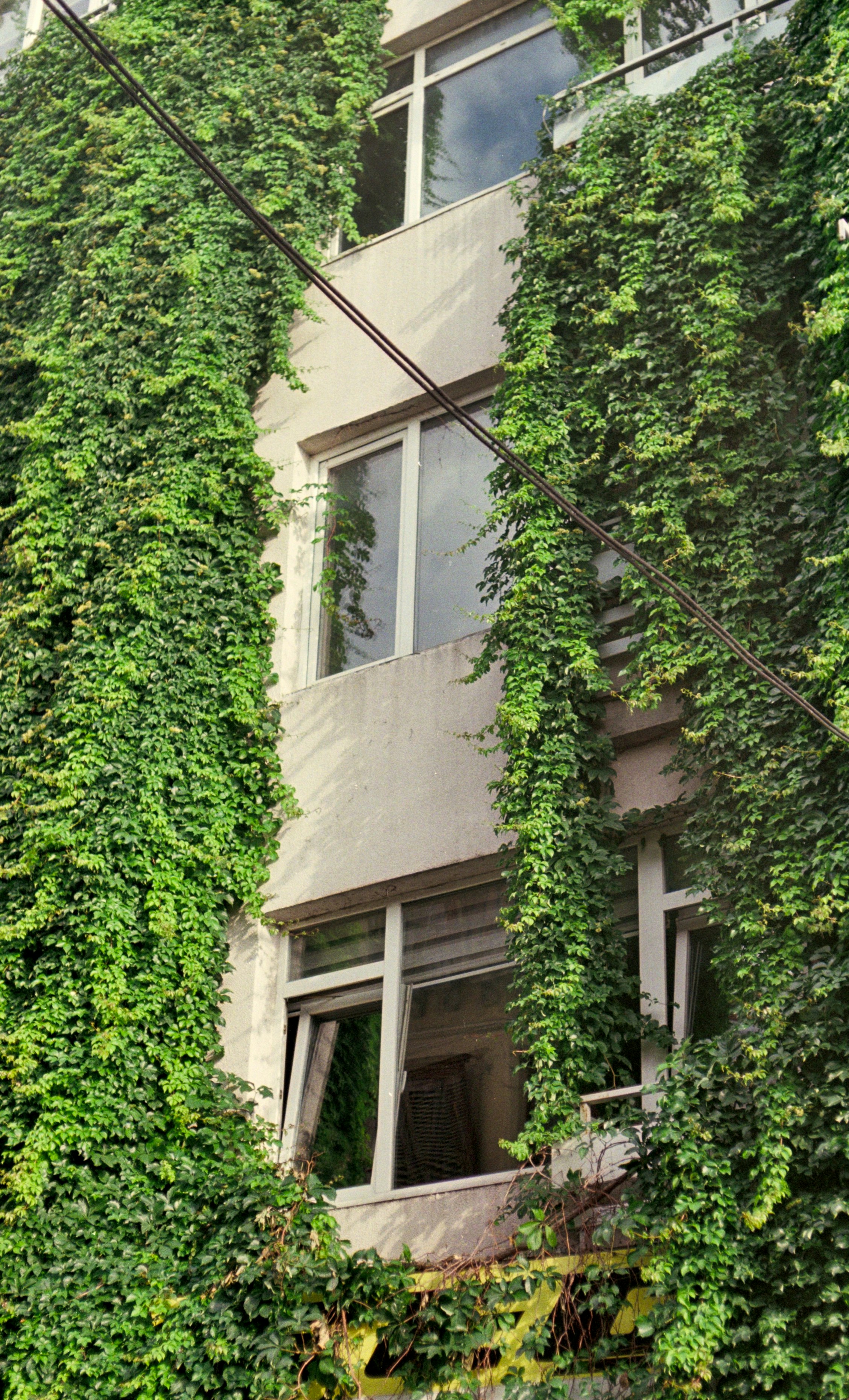 A multi-story building facade draped in dense ivy, with windows peeking through the greenery and a diagonal cable crossing the frame.