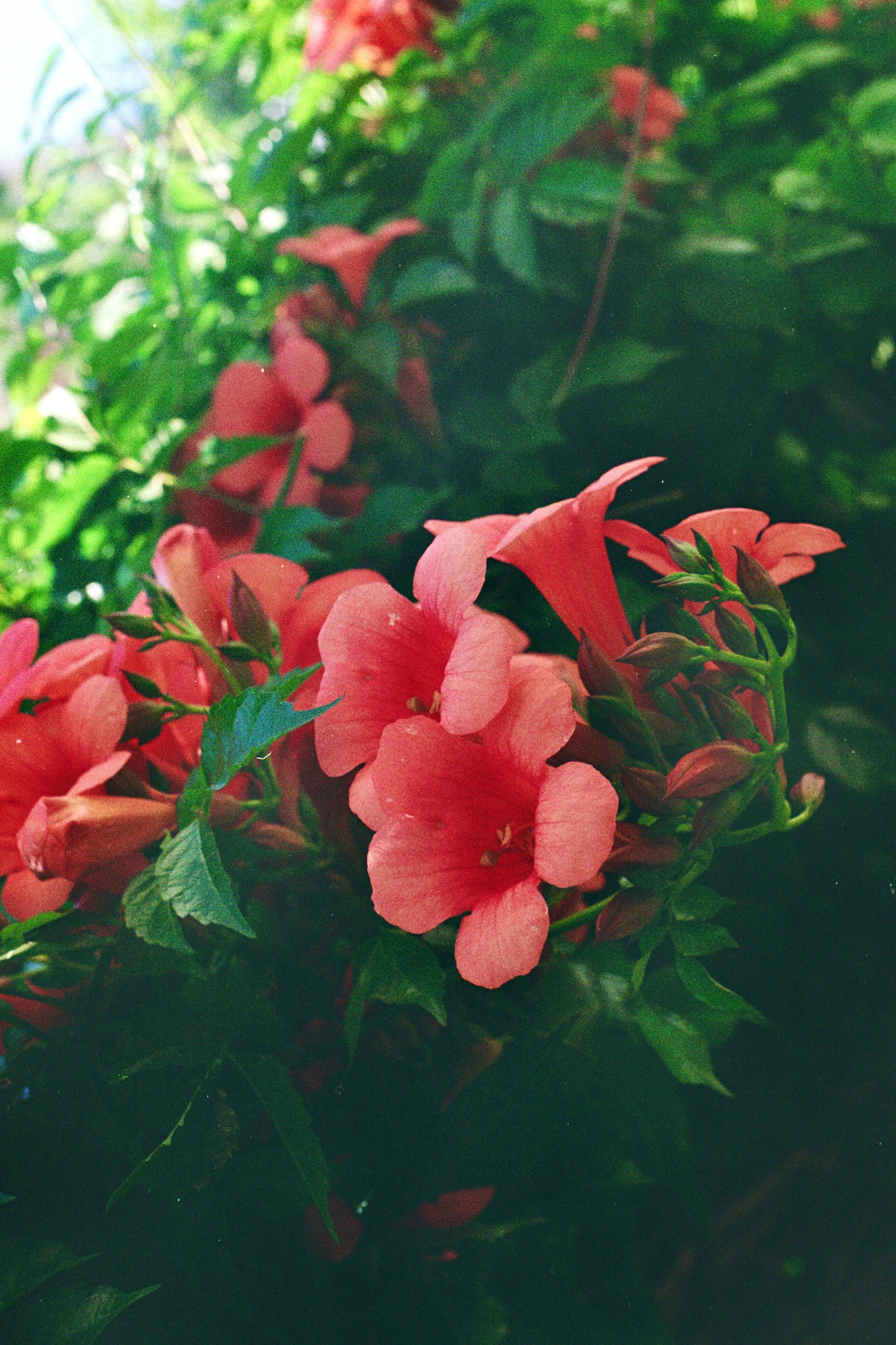 Coral Bloom in dappled light