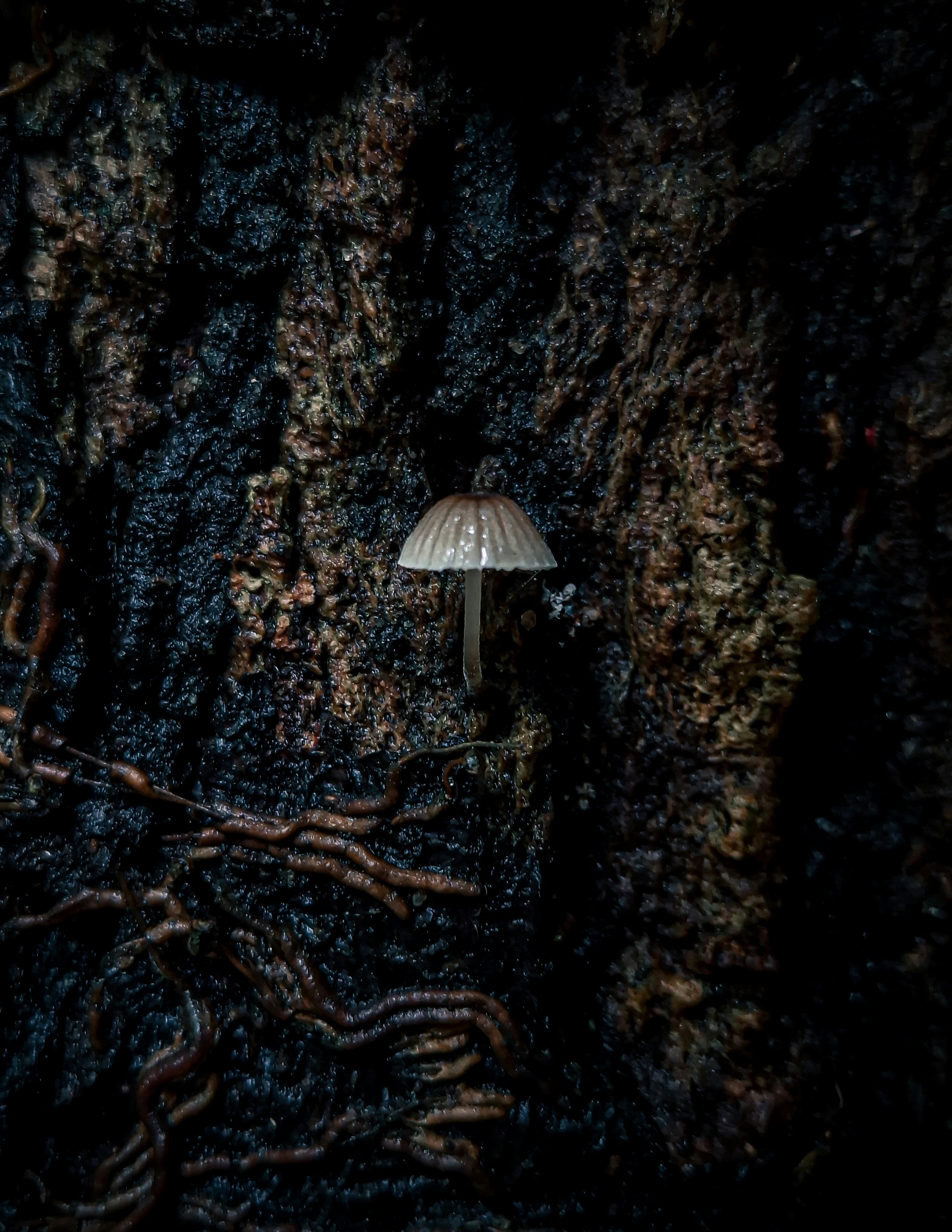 Lone Shroom on Charred Bark