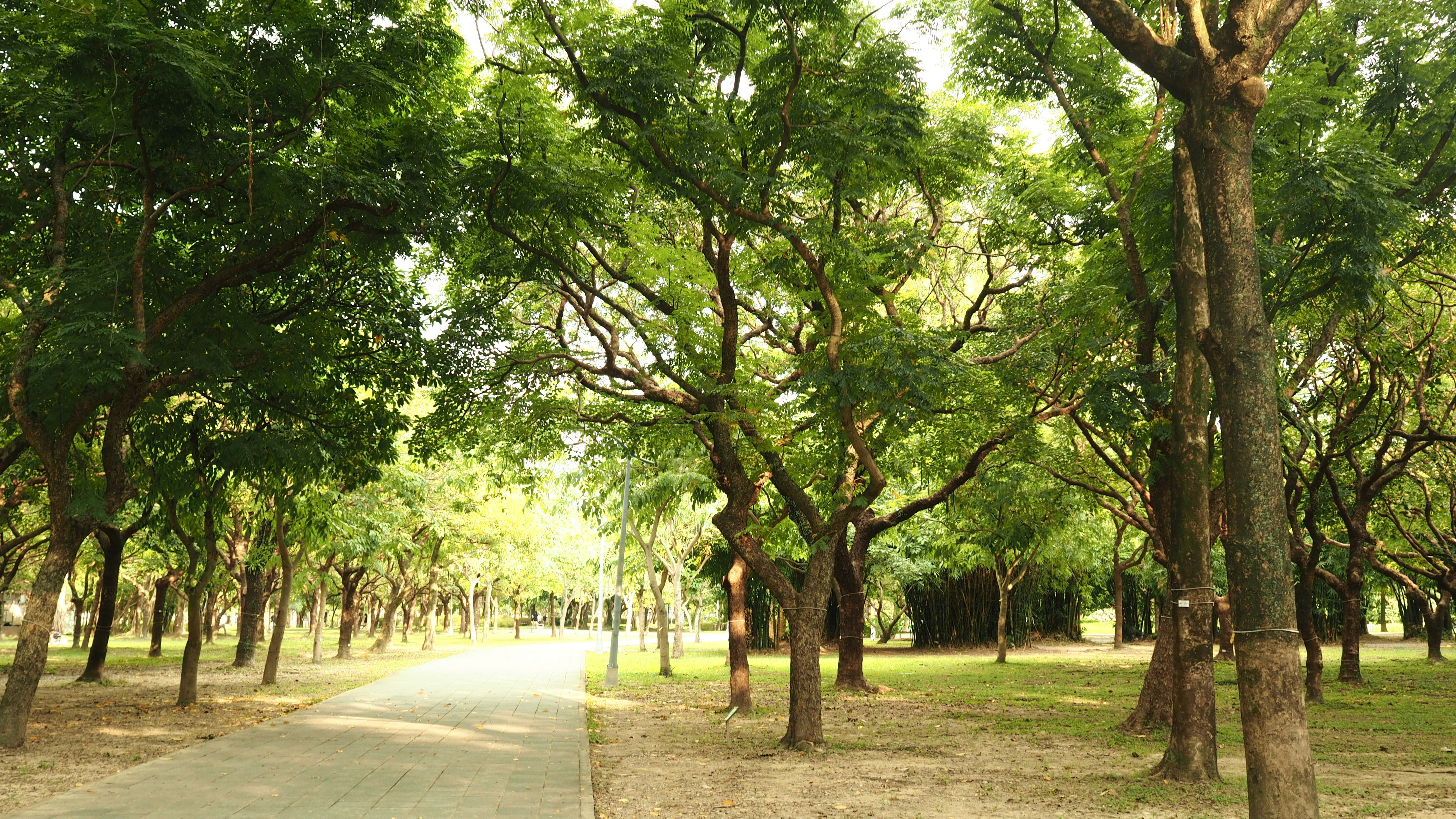 Golden Avenue: A Sunlit Road through a Park of Green Canopy