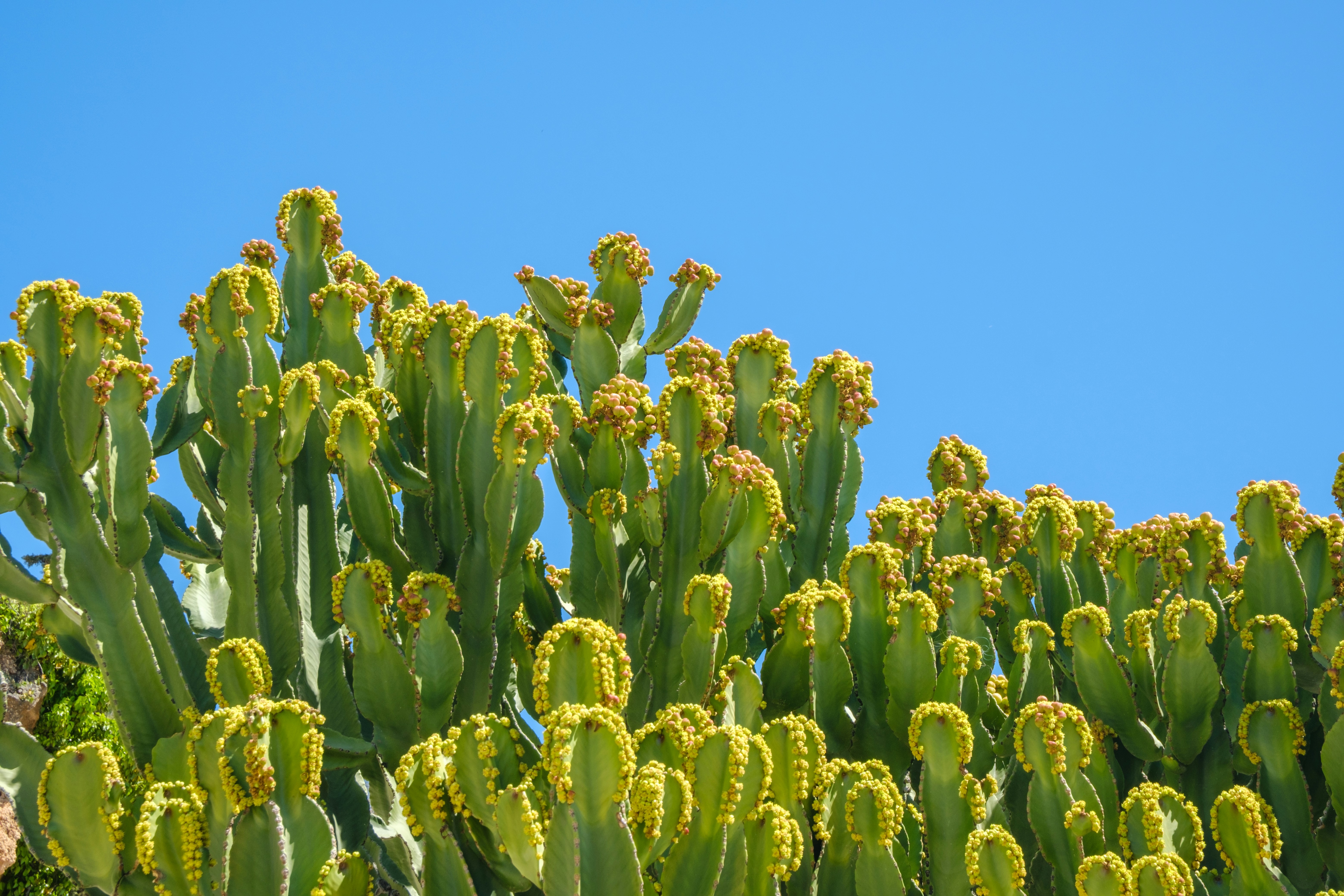 Spiky green cactus bloom under a clear blue sky