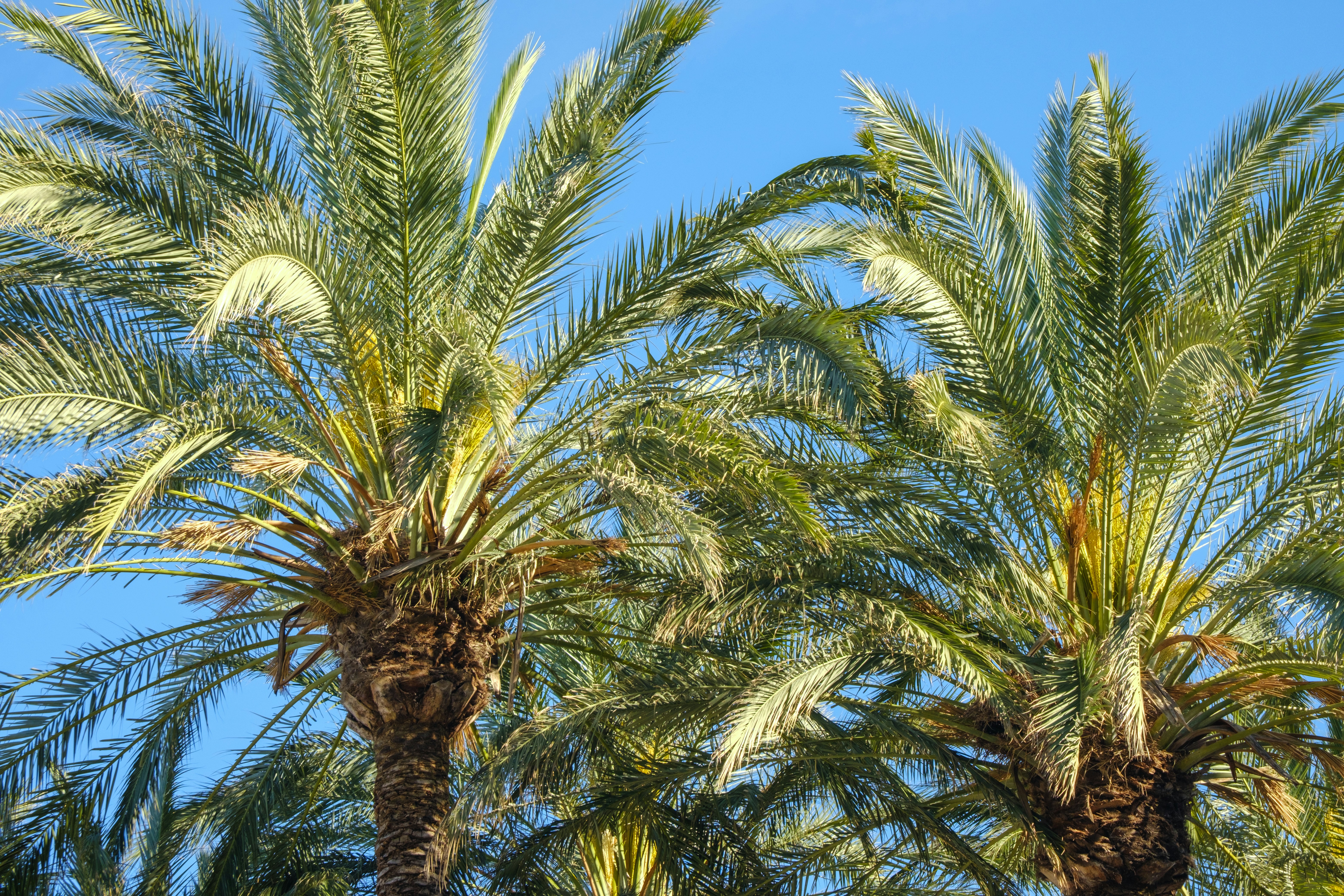 Sunlit Canopy: Dual Palms Reaching Toward a Cairn-blue Sky