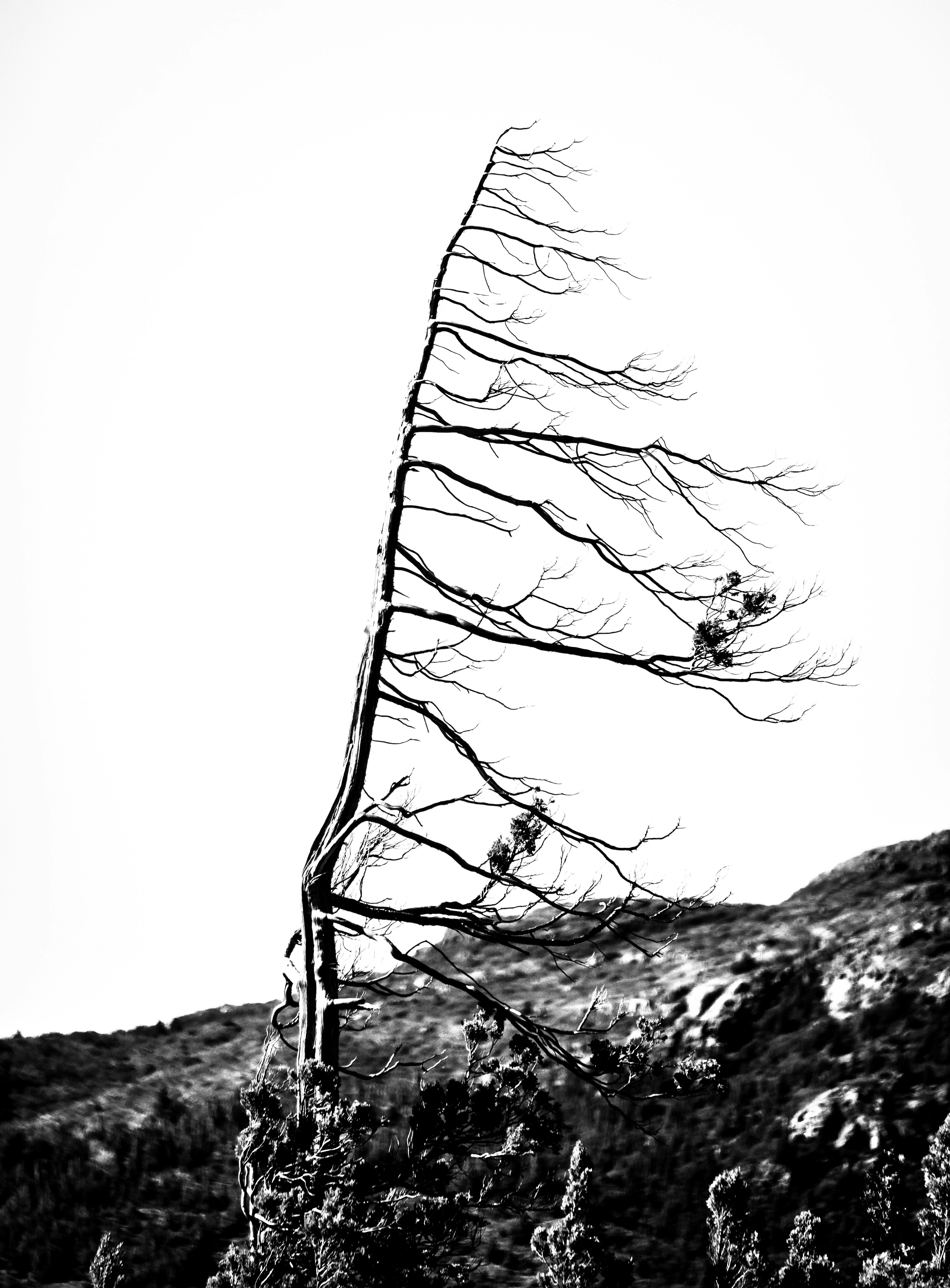 Lonely Windswept Arboreal Silhouette Against an Infinite White Sky