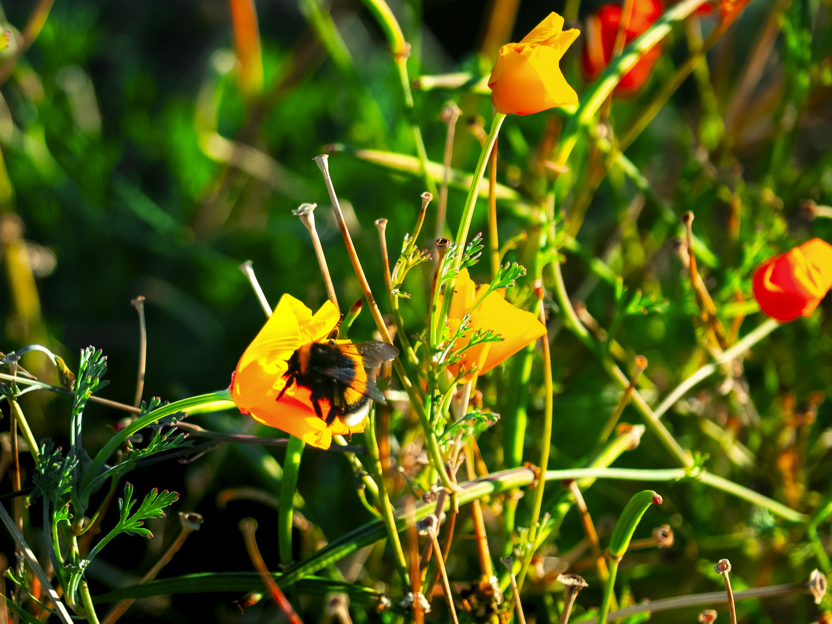 Orange Blossom Spotlight: Bee in a Sunlit Meadow
