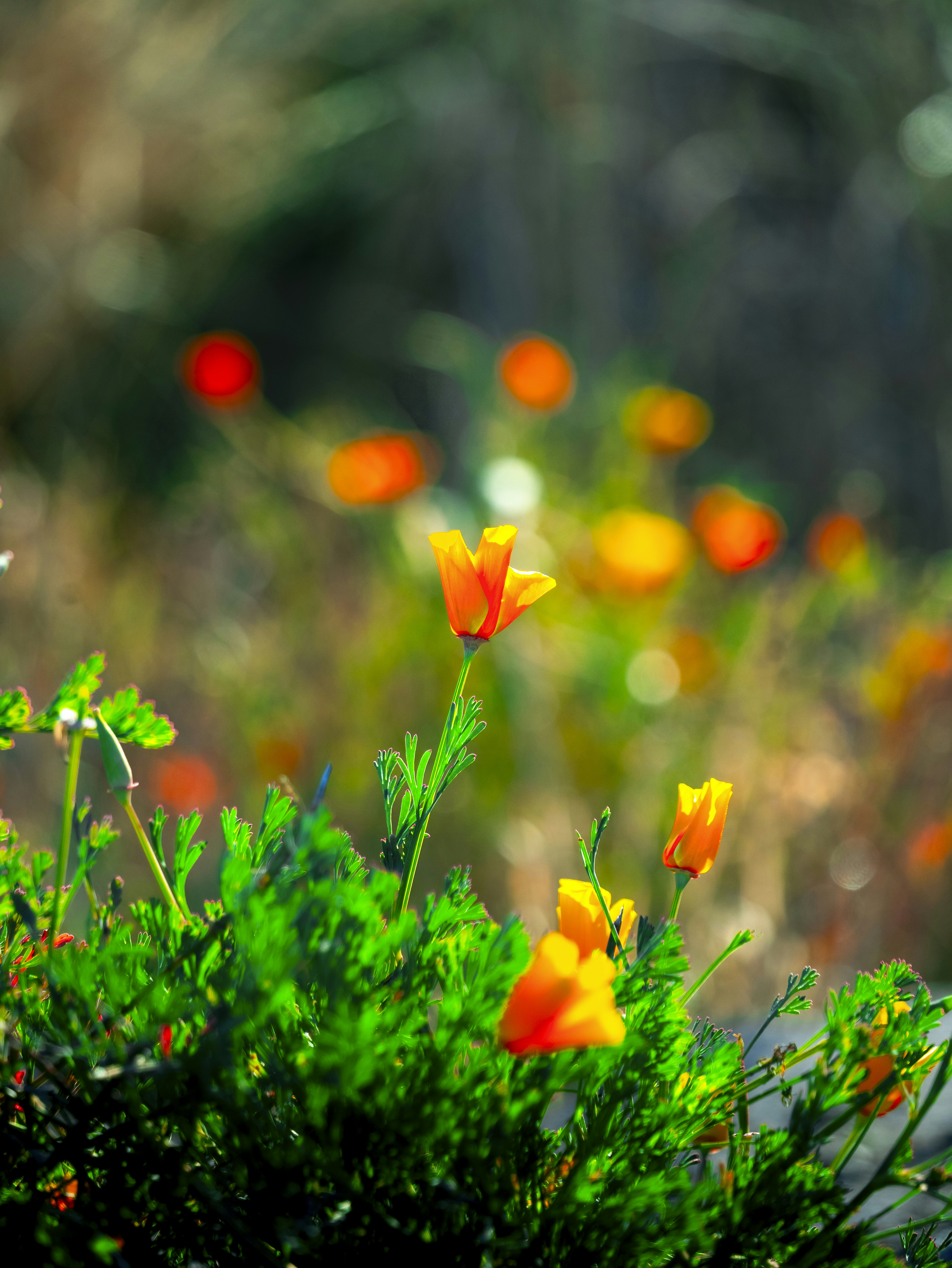 Sunlit Orange Tulip Centerstage in a Blooming Field