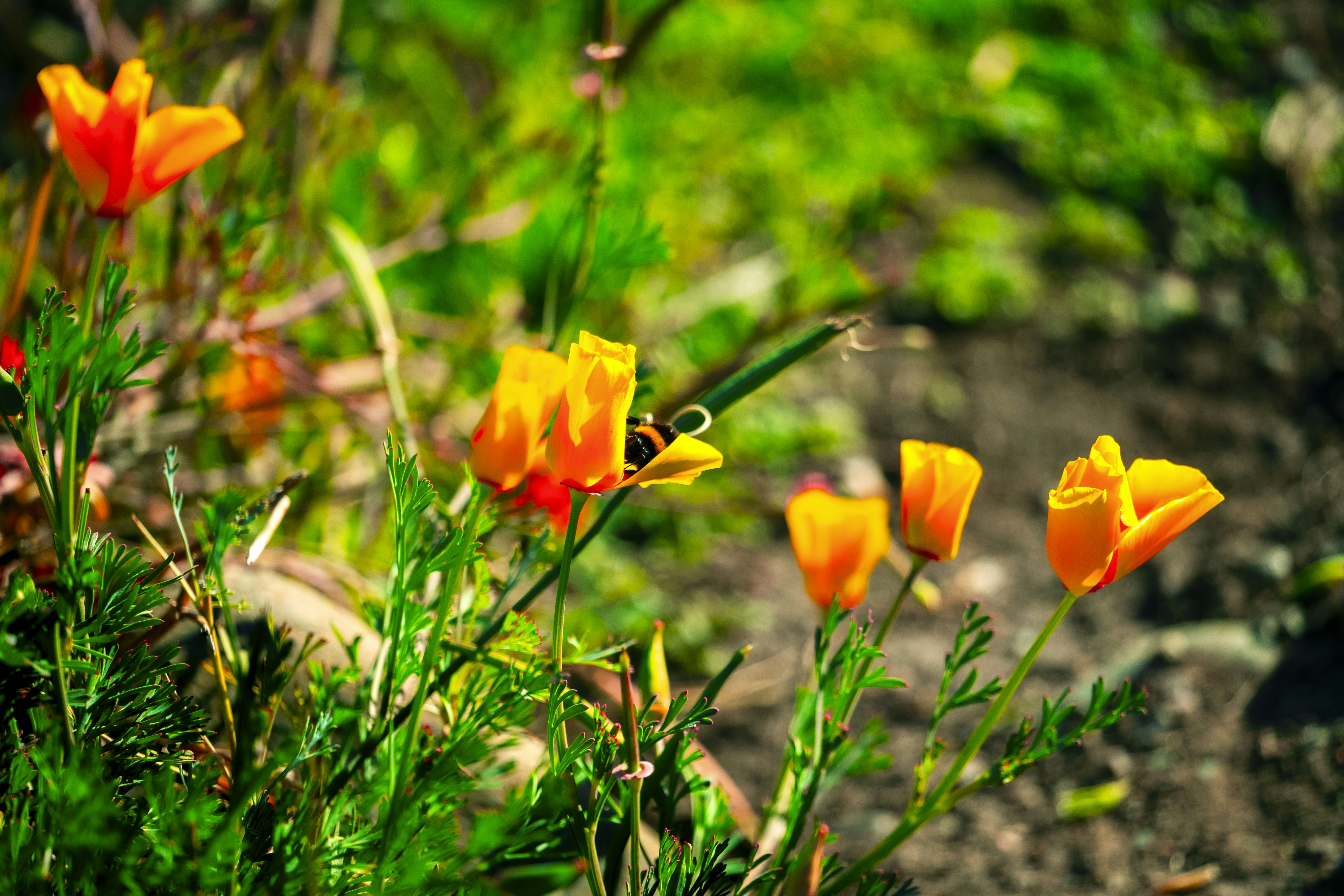 Amber Bloom: A Bee’s Garden Moment