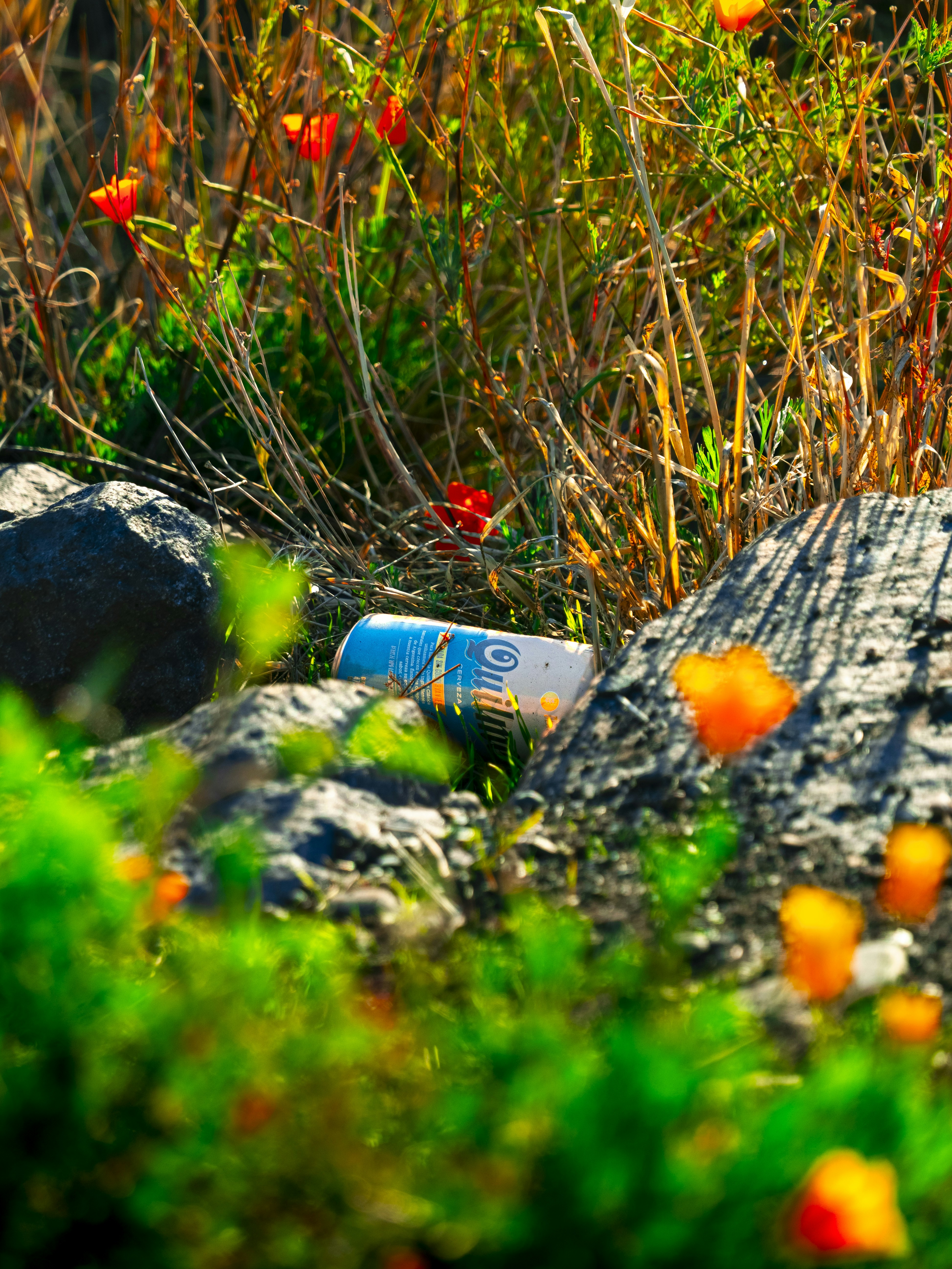 A discarded can among sunlit stones and wildflowers