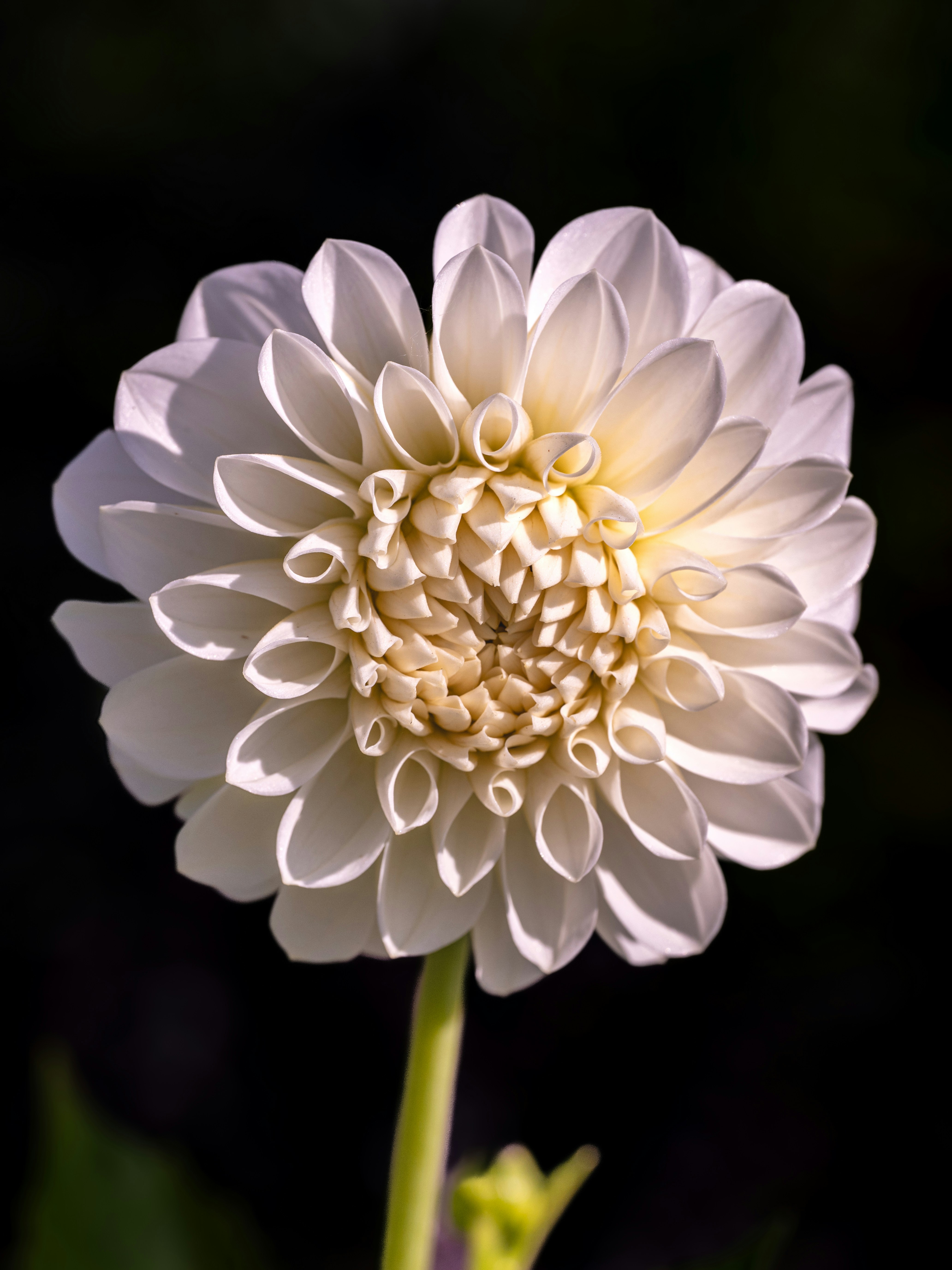 Center Stage Dahlia: Cream Petals Bloom Against Velvet Darkness