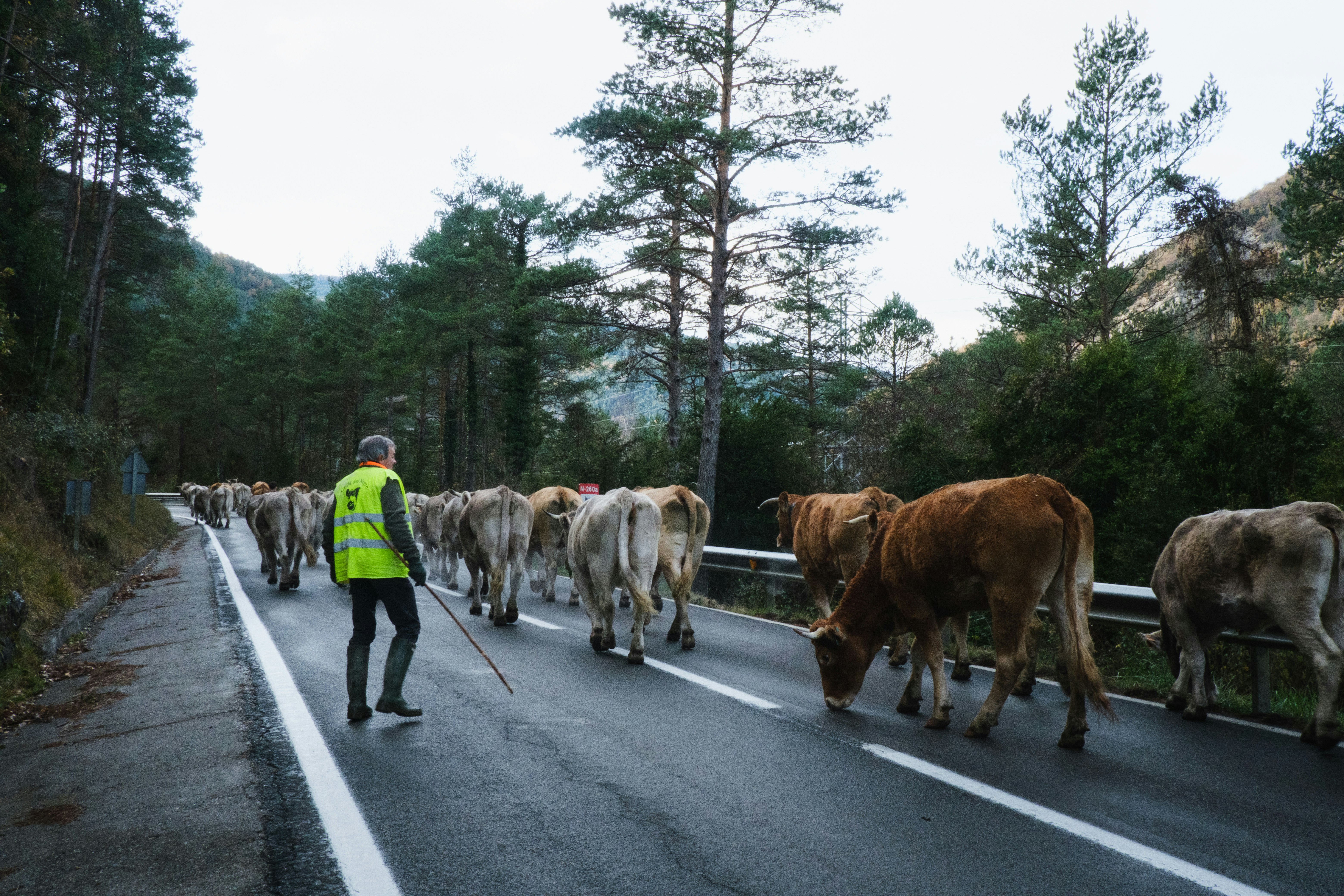 Cattle Crossing on a Mountain Road Guided by a Neon‑Vested Handler