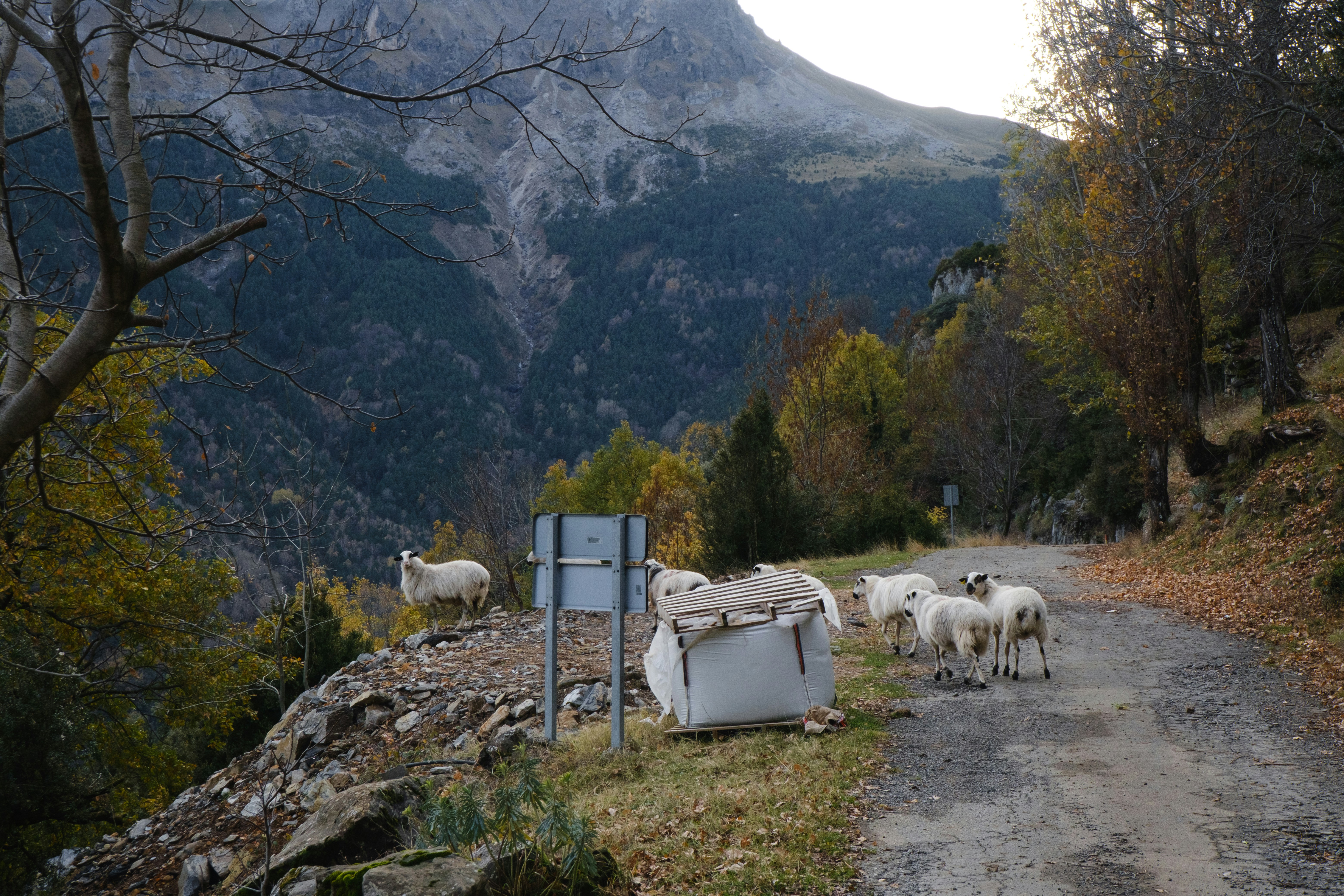 Herd on the Mountain Path