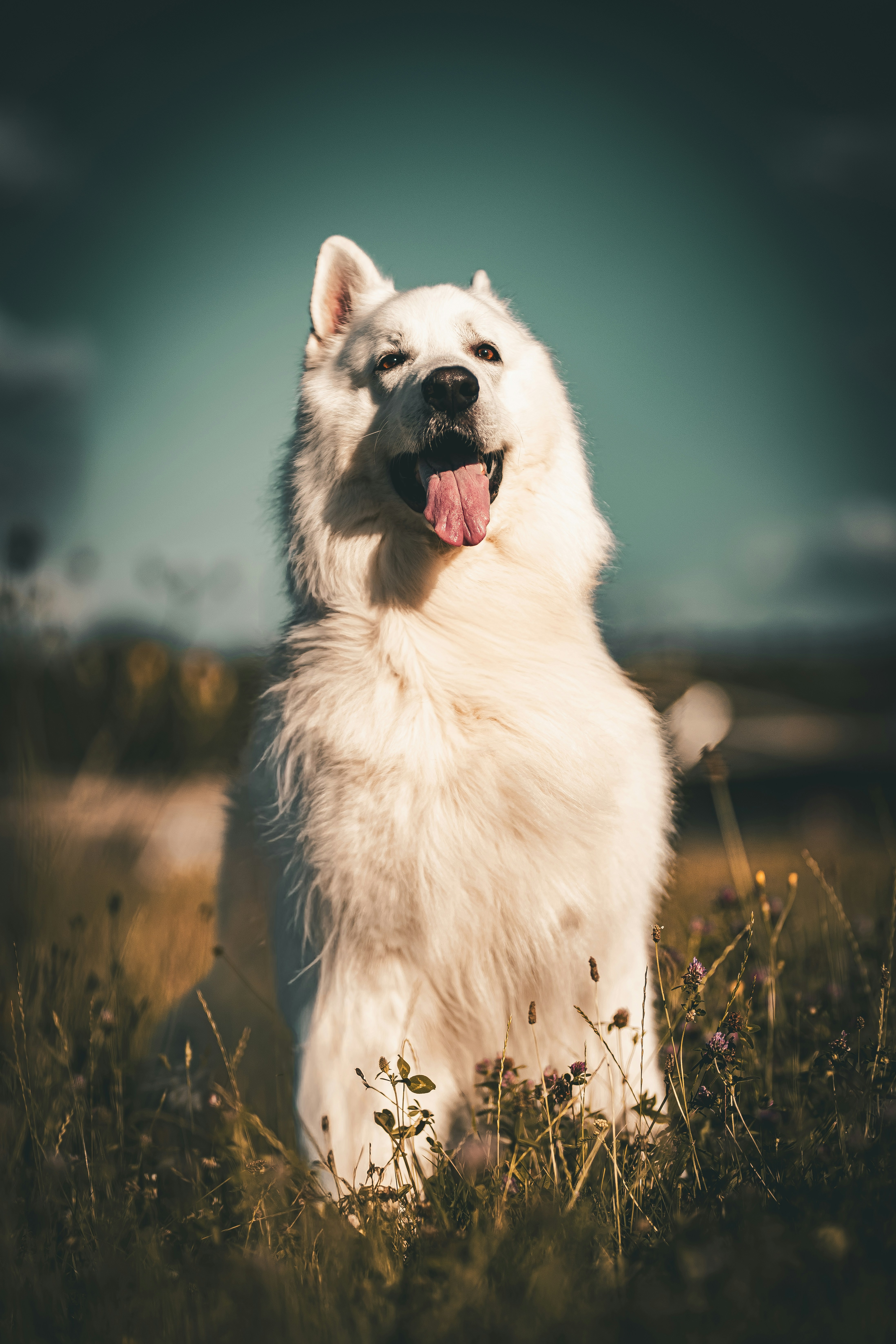 White shepherd sits in a sunlit field with a blurred background, tongue out, captured in warm, cinematic tones. This is a natural outdoor portrait photo.