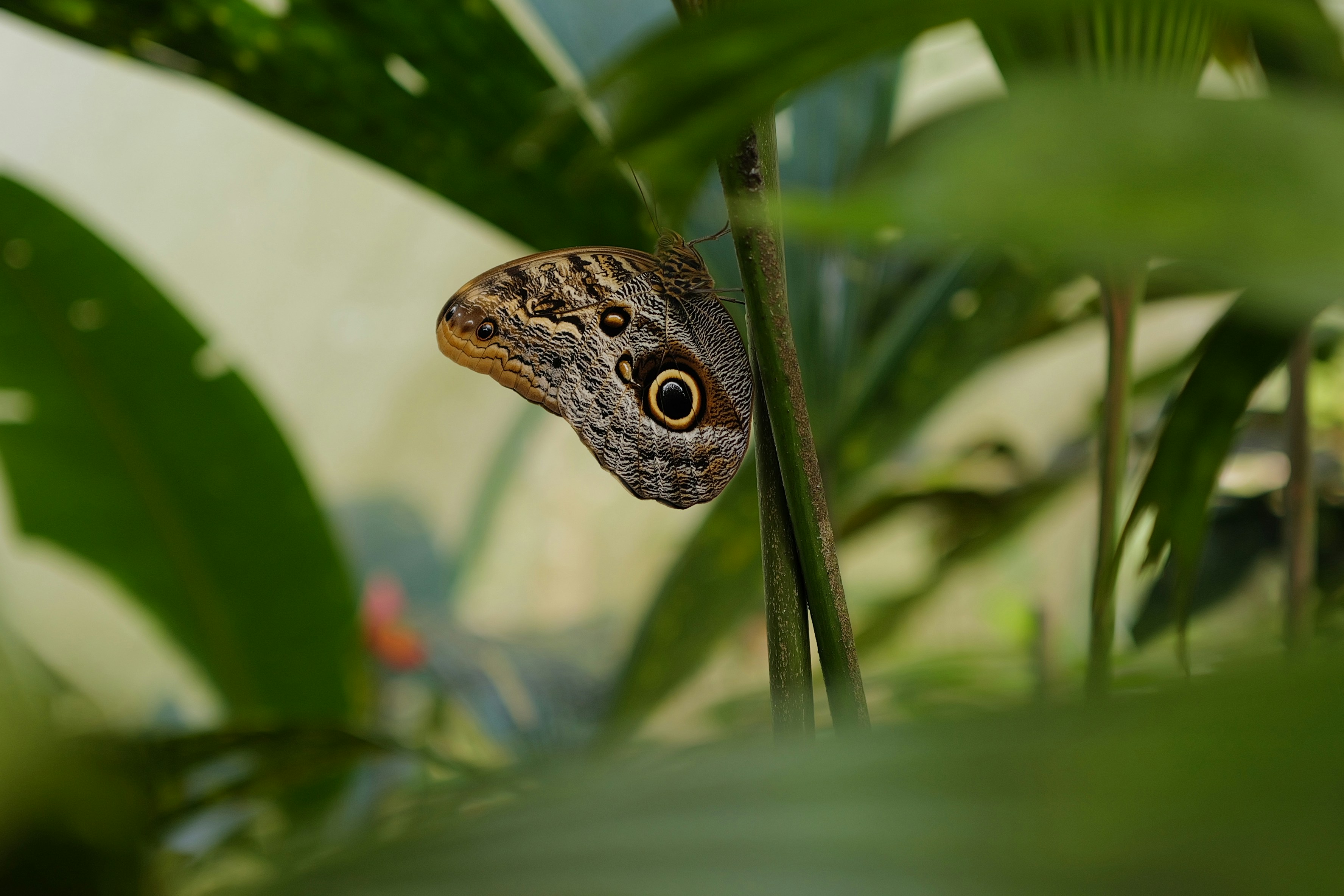 A Quiet Gaze: An Owl-Eyed Moment Among Leaves