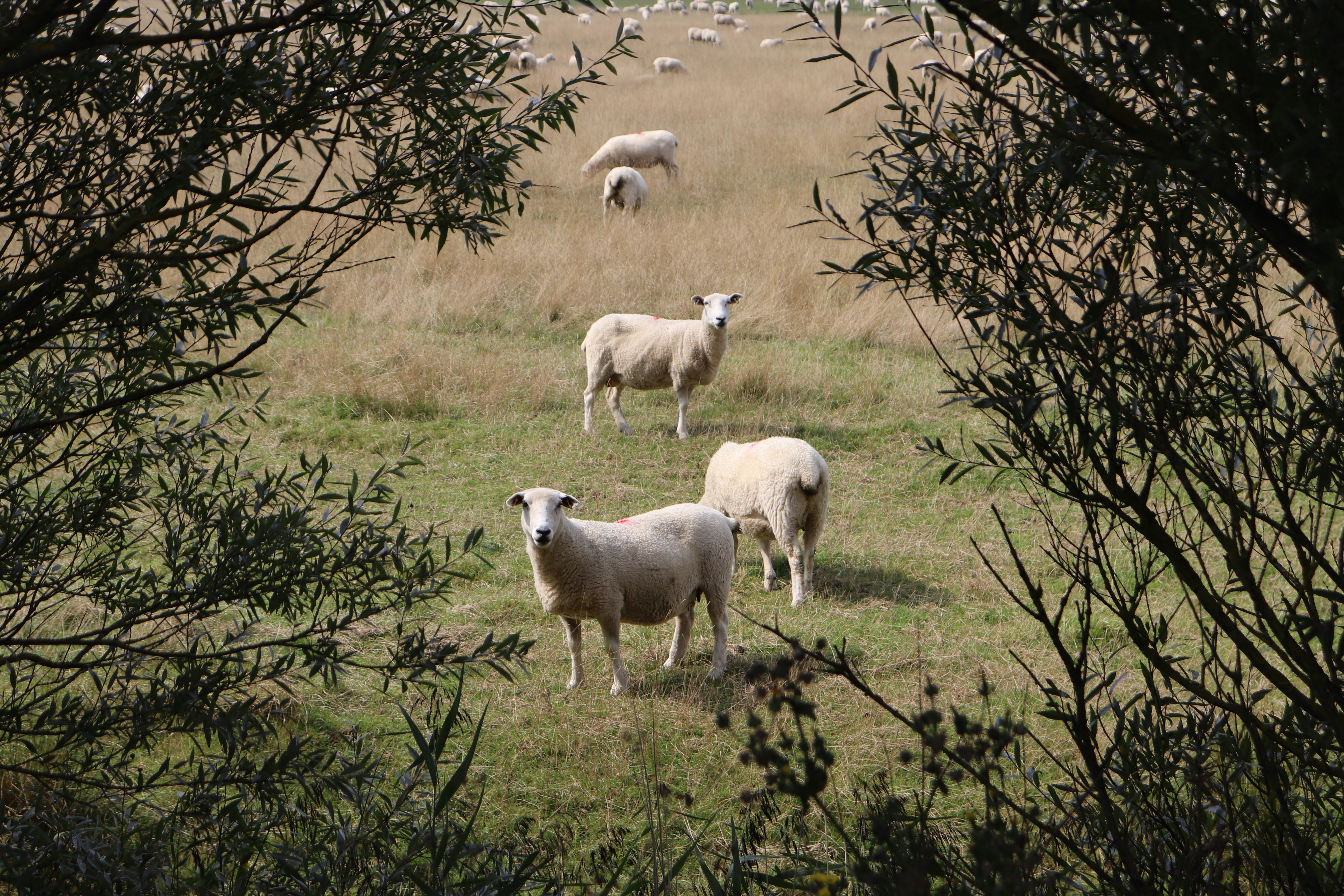 Pasture Watch: A Flock Framed by Springtime Brambles