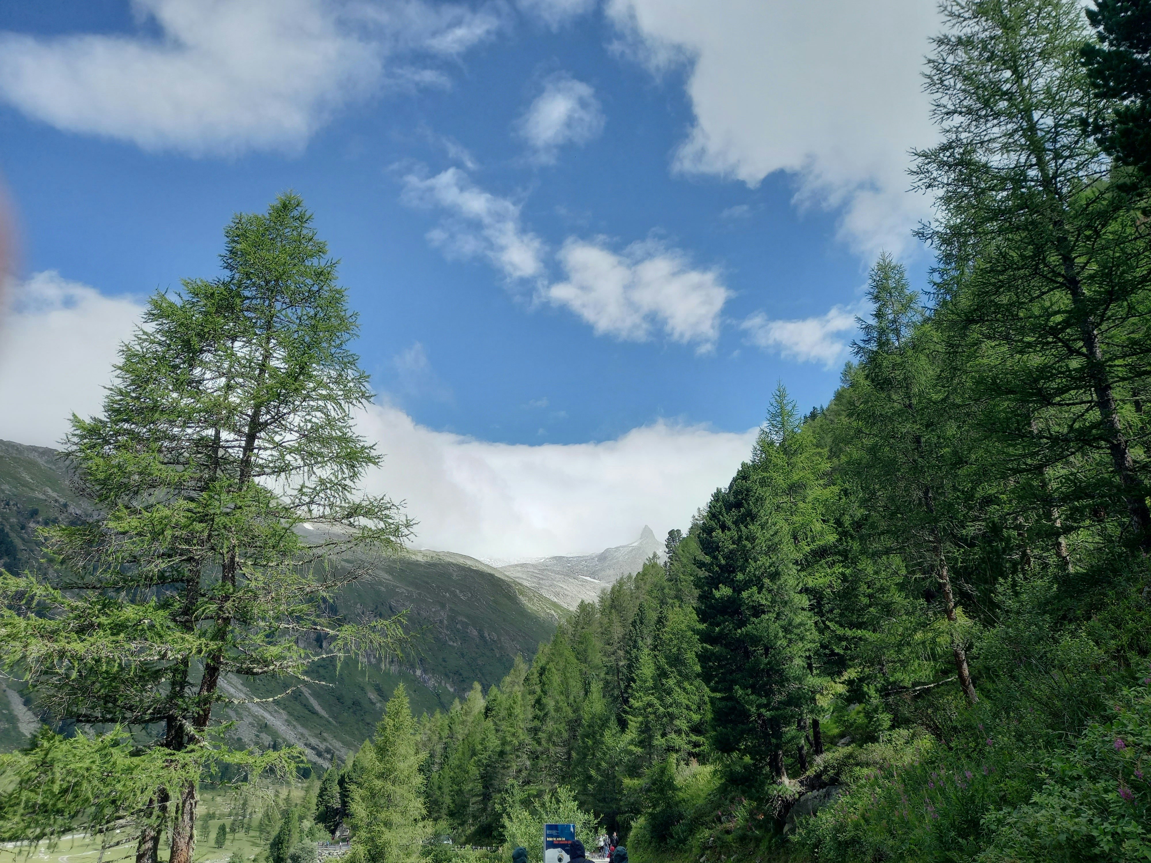 Verdant Alpine Corridor with Hidden Trail