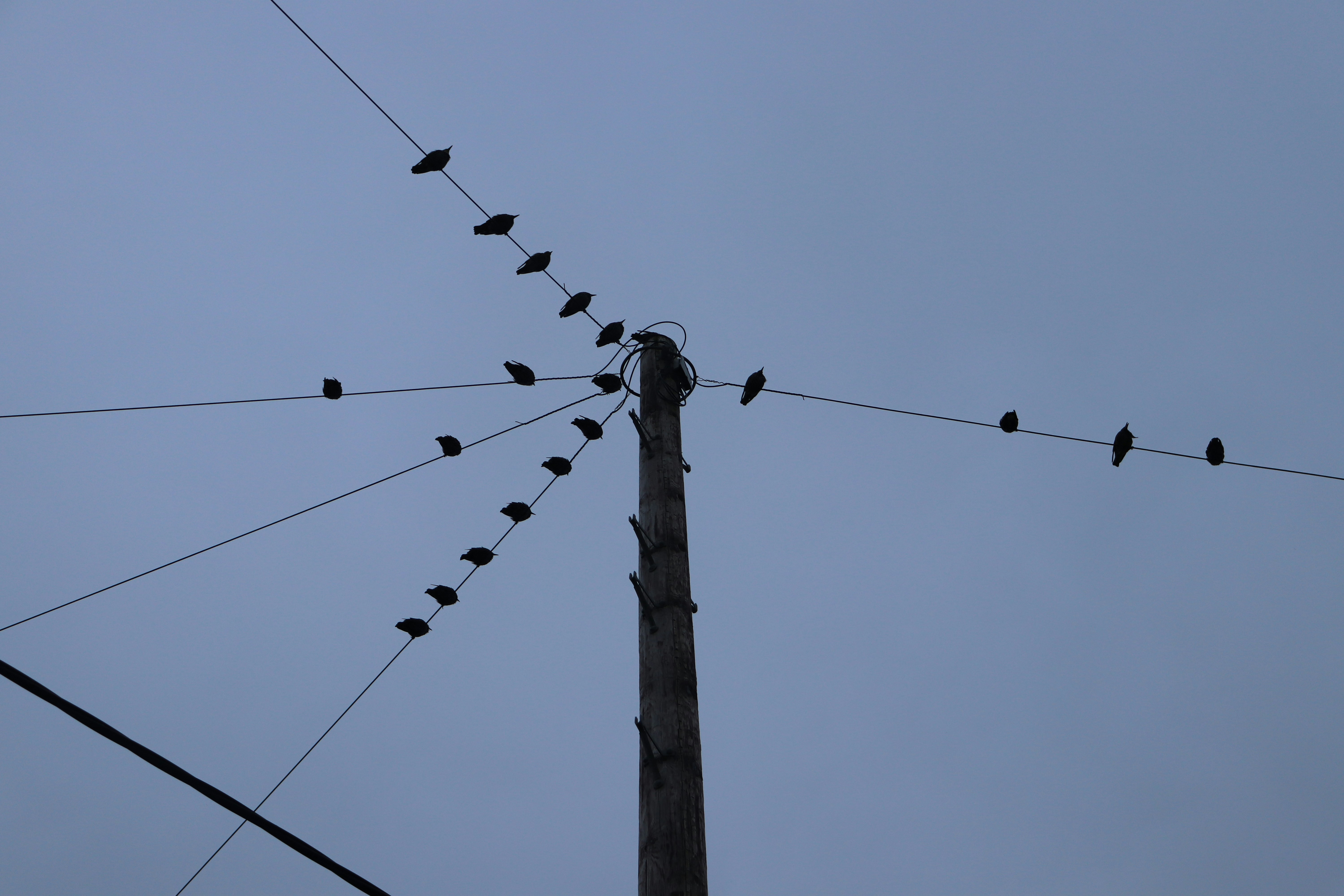 Group of silhouetted birds perched along intersecting wires against a pale evening sky; a simple urban telecommunication scene with a weathered utility pole.