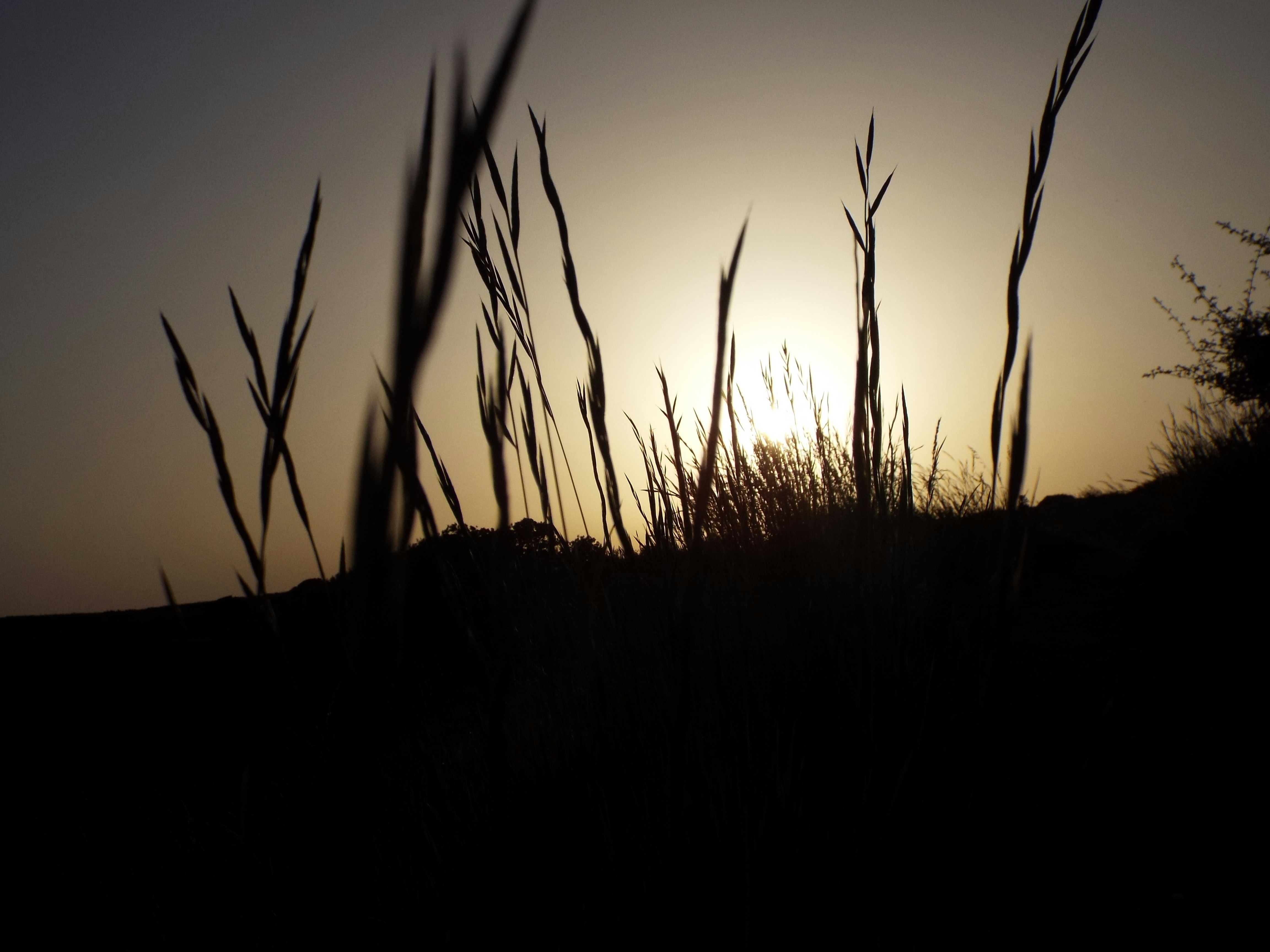 Silhouetted Grass Against a Low Horizon at Sunset