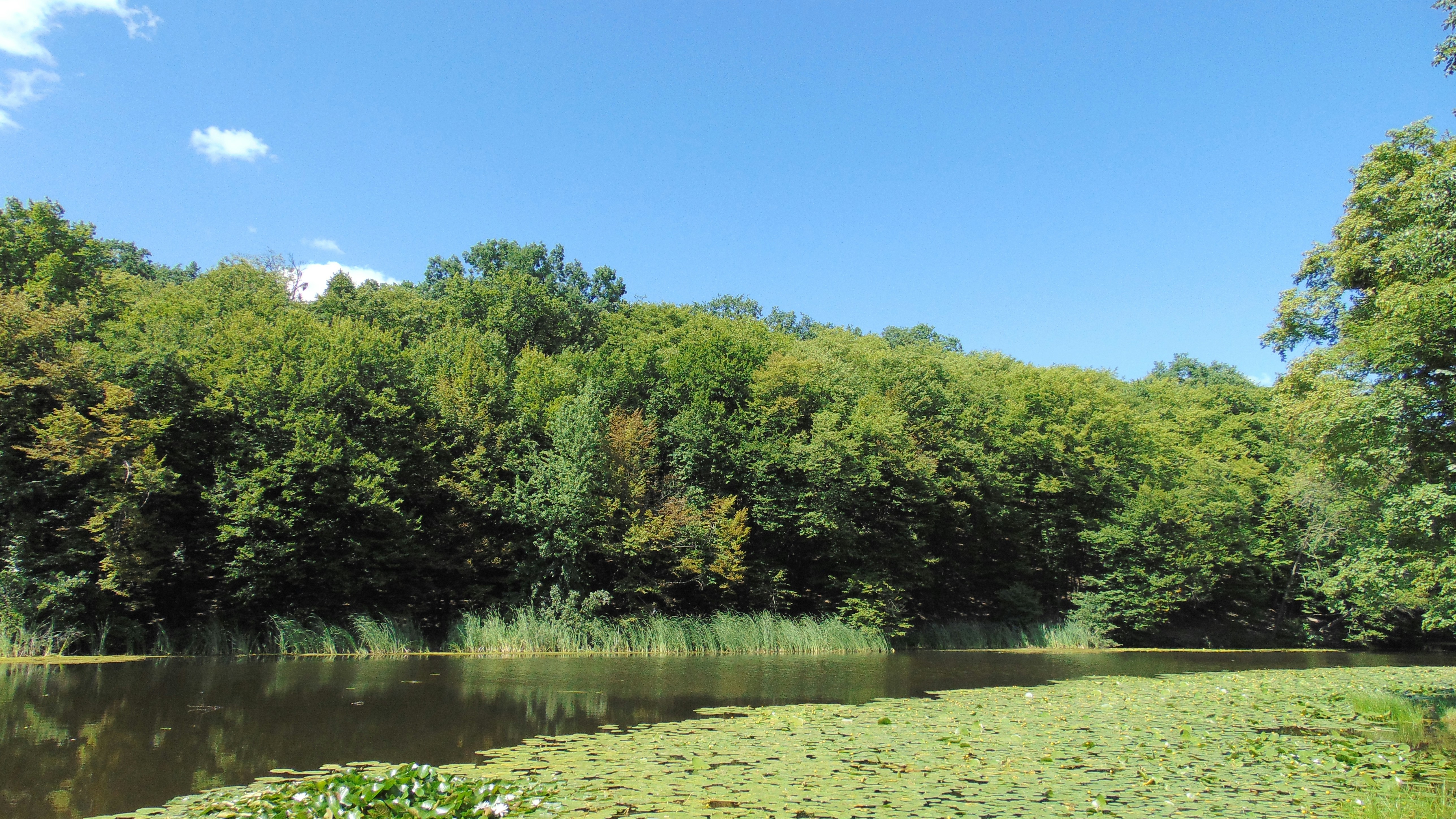 Serene Riverside with Dense Greenery and Floating Lily Pad Bed