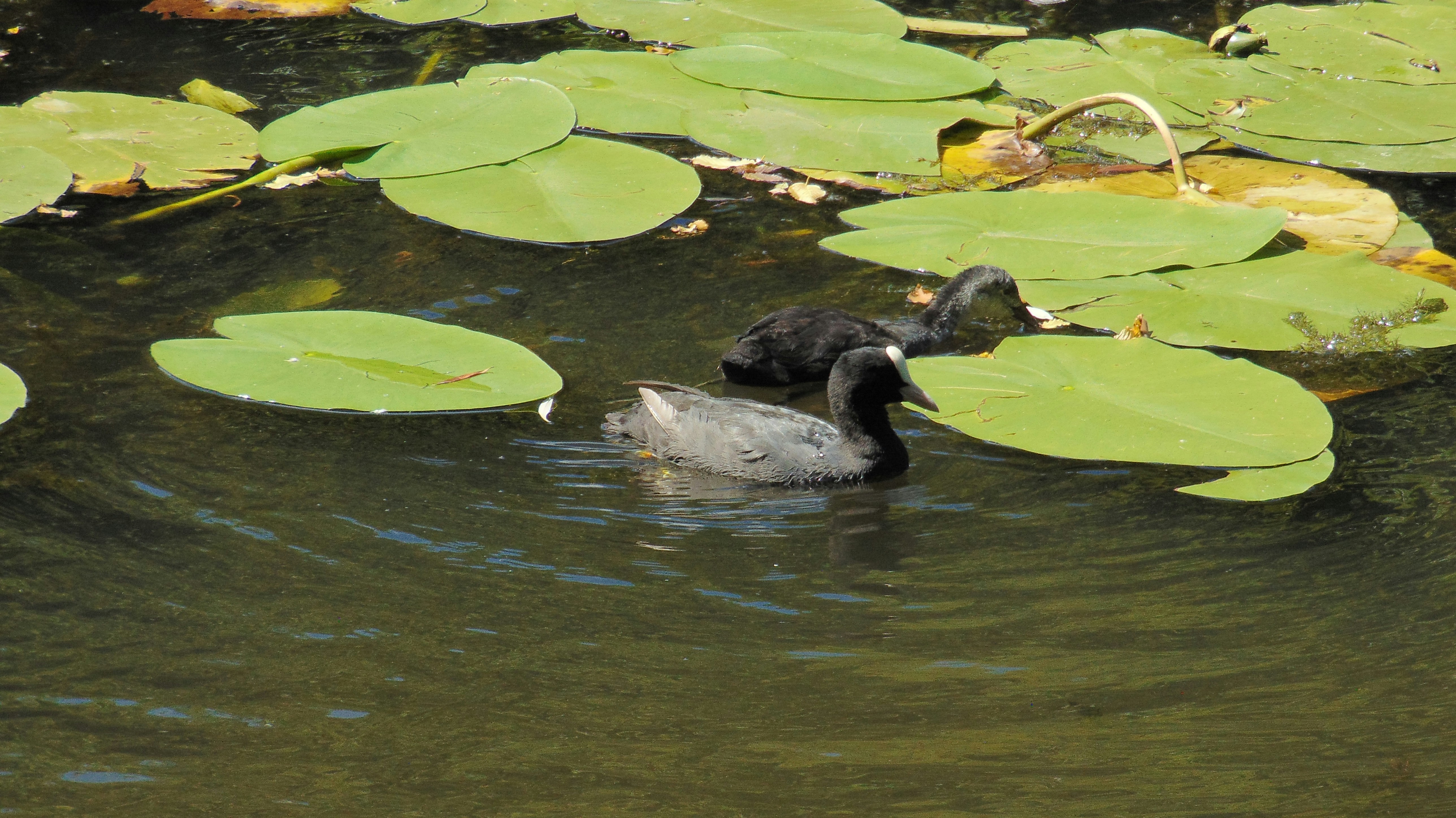 Floating silhouette: duck gliding through lily-pad dappled water
