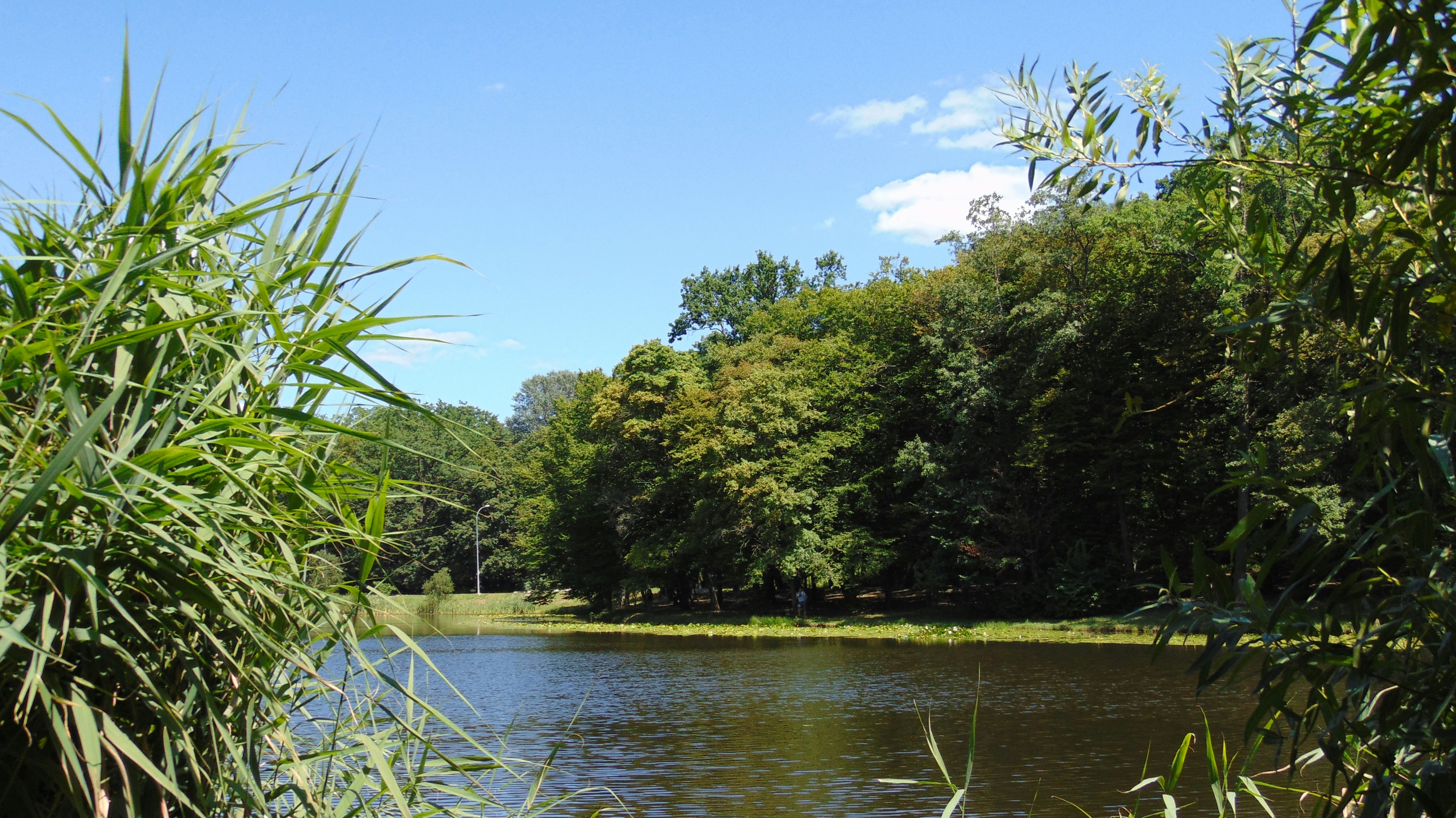 Sunlit Pond Through a Park Corridor