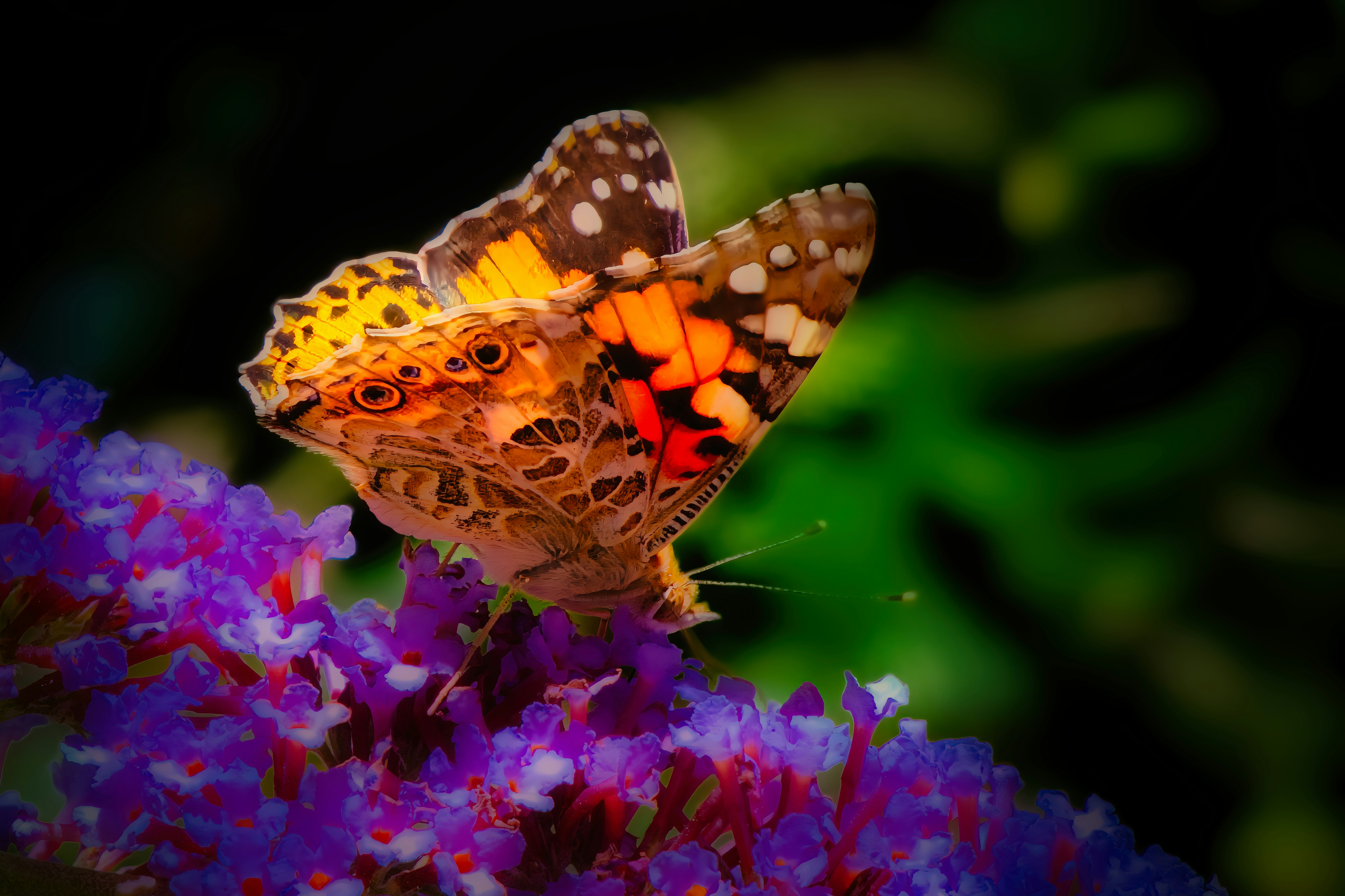 Vivid Monarch Moment: a butterfly resting on purple blooms