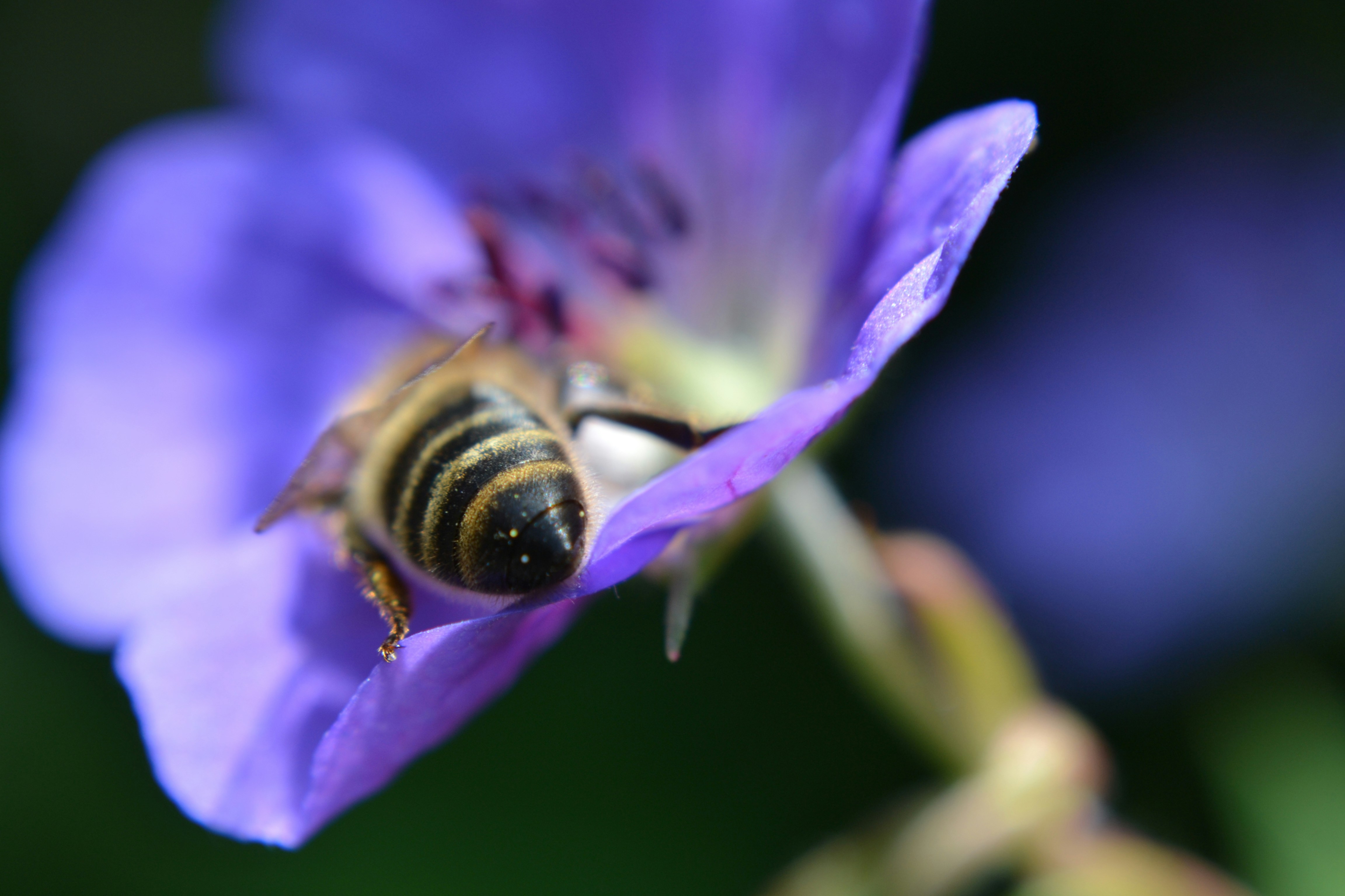 Bee on Violet: Close-Up of Pollinator at the Flower's Edge