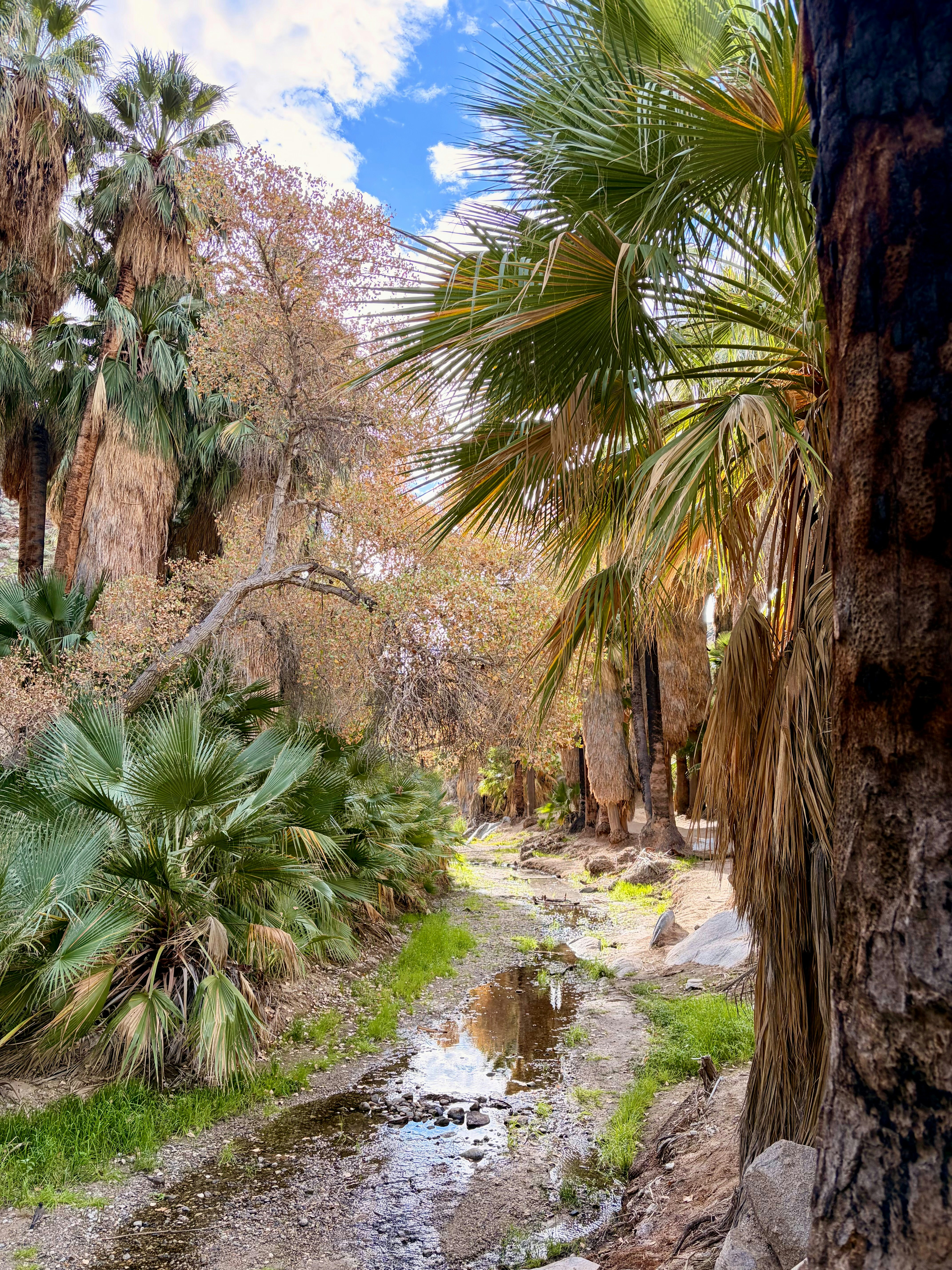 Palm Alley After Rain: A Sunlit Path Through Desert Oasis