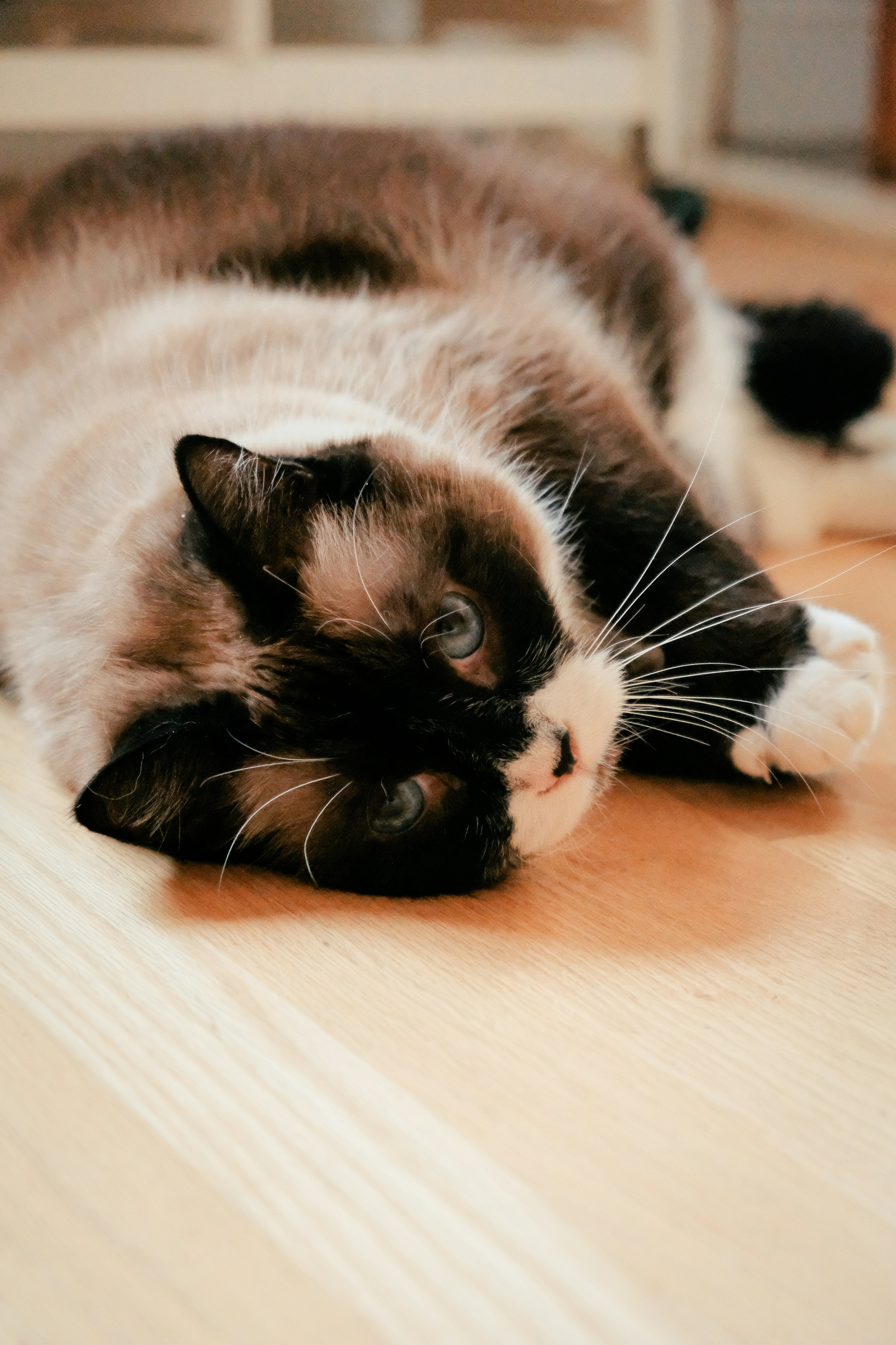 Gentle Rest: A Teal-Eyed Cat Sprawled on Warm Floor