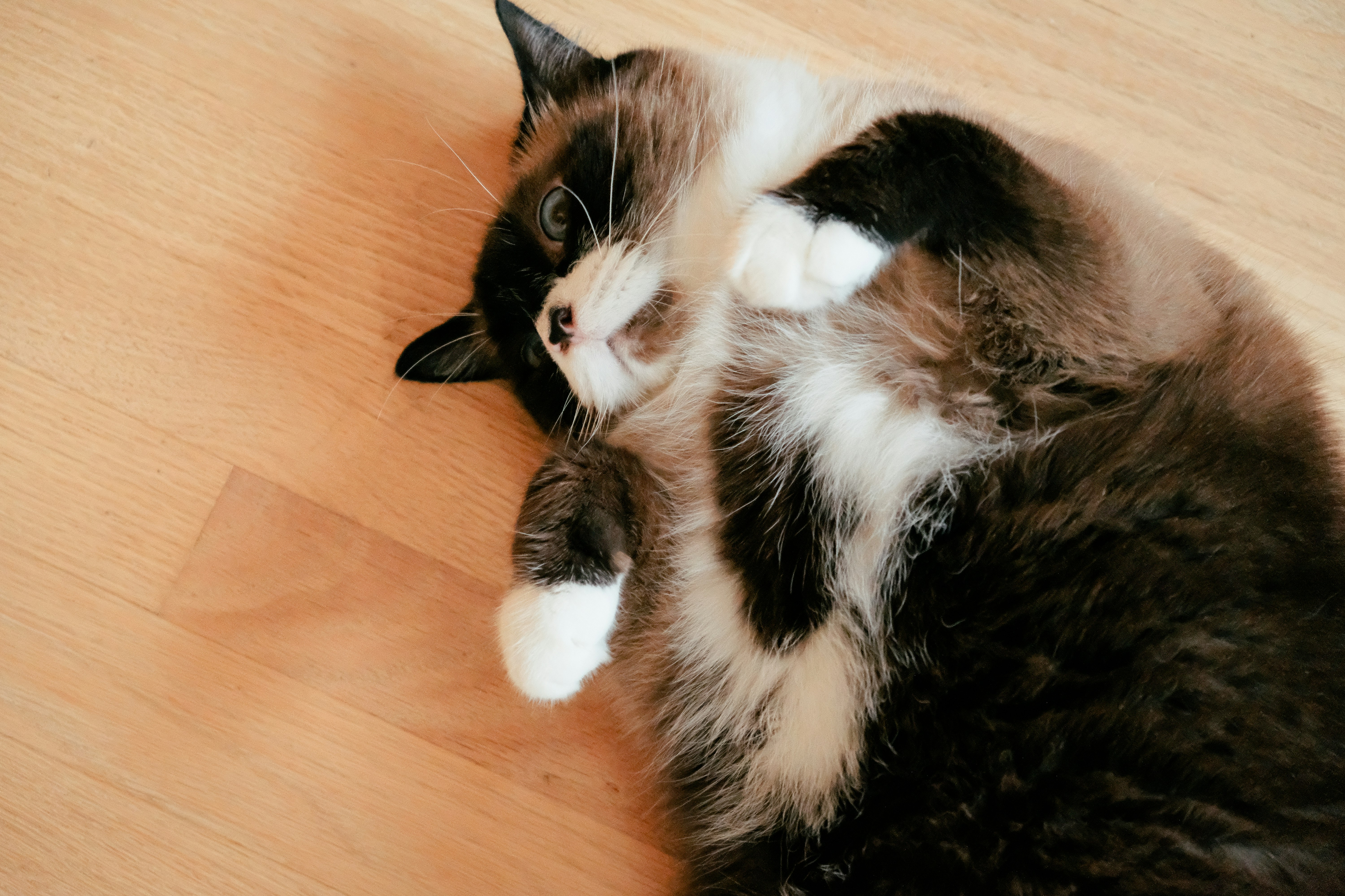 Curled Up Whiskers: A Dreamy Floor Portrait of a Calico Cat