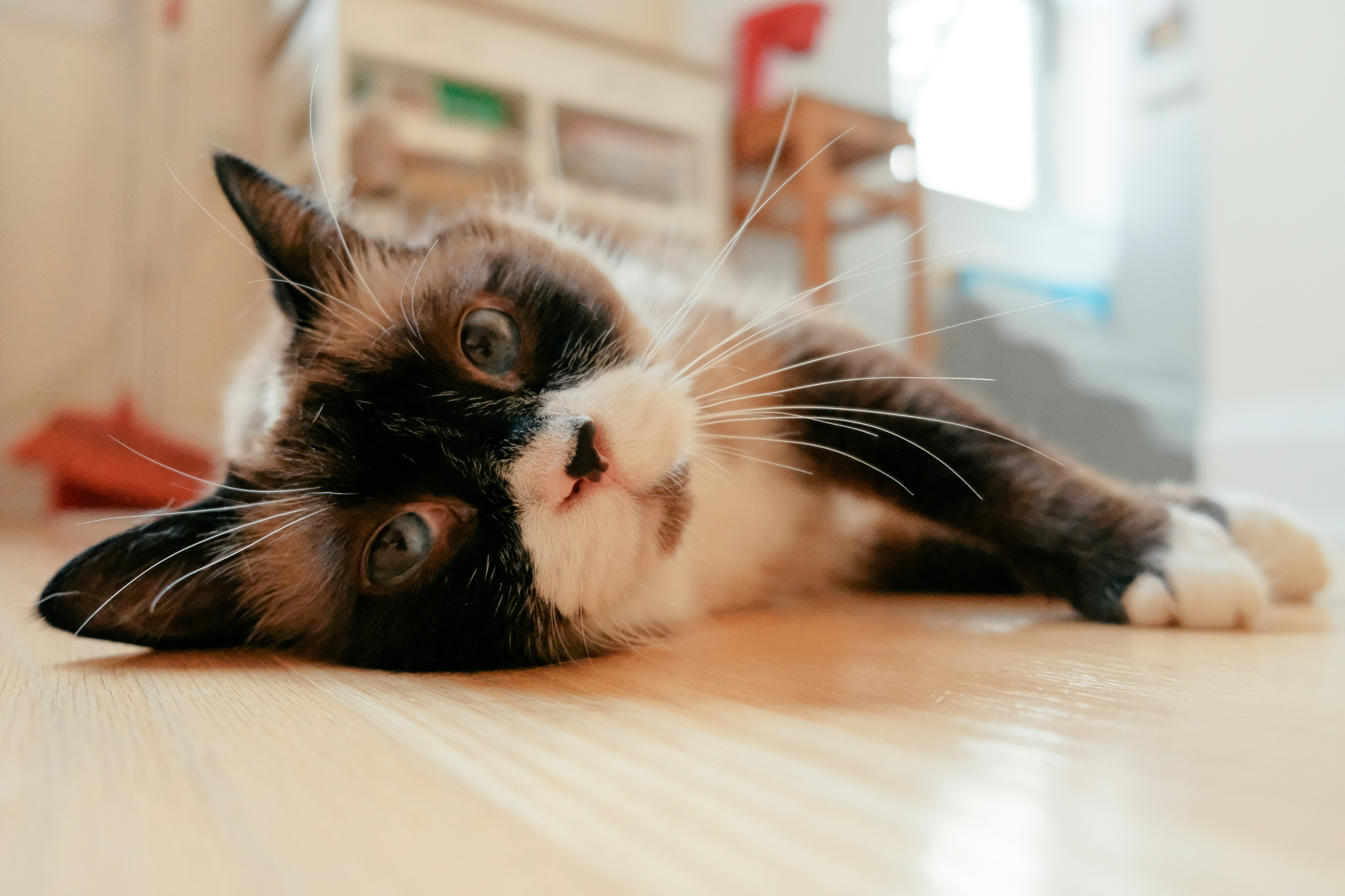 A Lying Calico Moment: Sleepy Whiskers on a Sunny Floor
