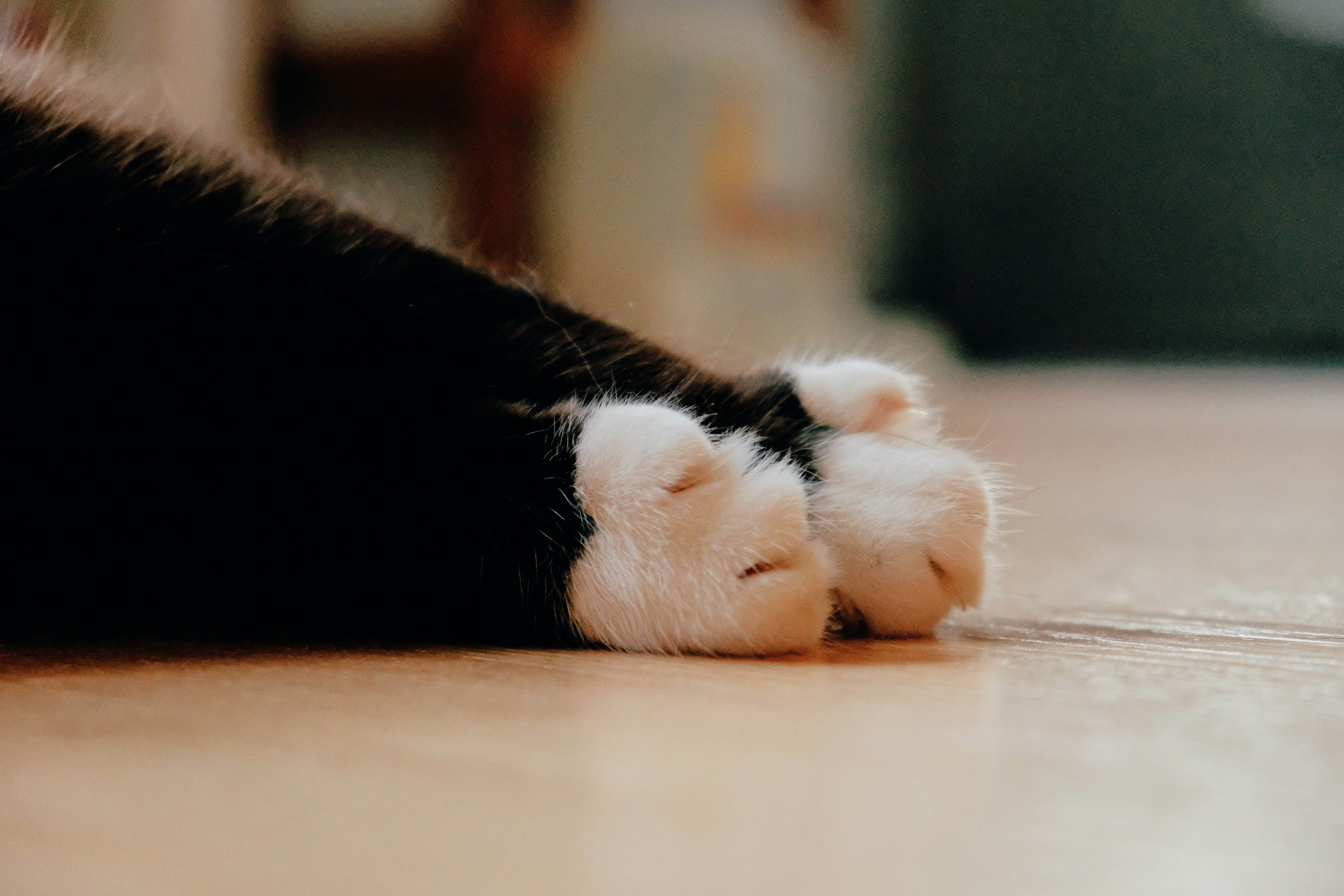 Tiny paws at rest: a soft split of shadow and light