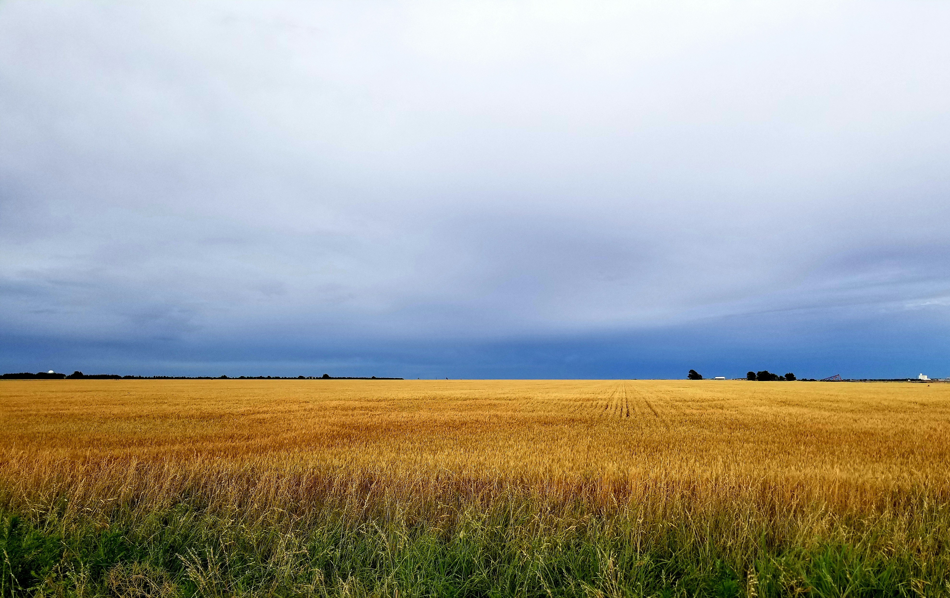 Amber Field under a Brooding Sky