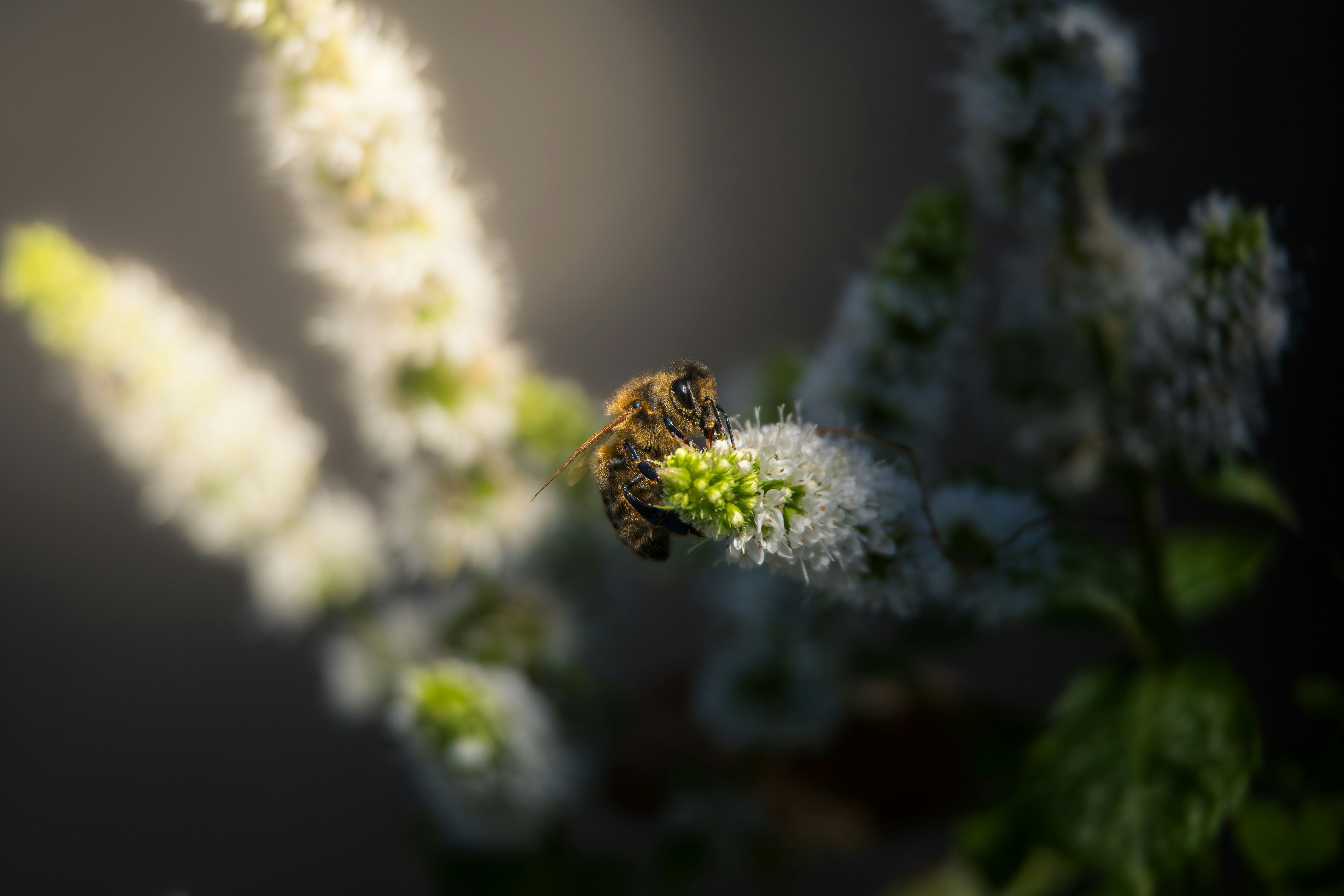 Golden Guard: A Bee on a Snowy Bloom in Soft Backlight