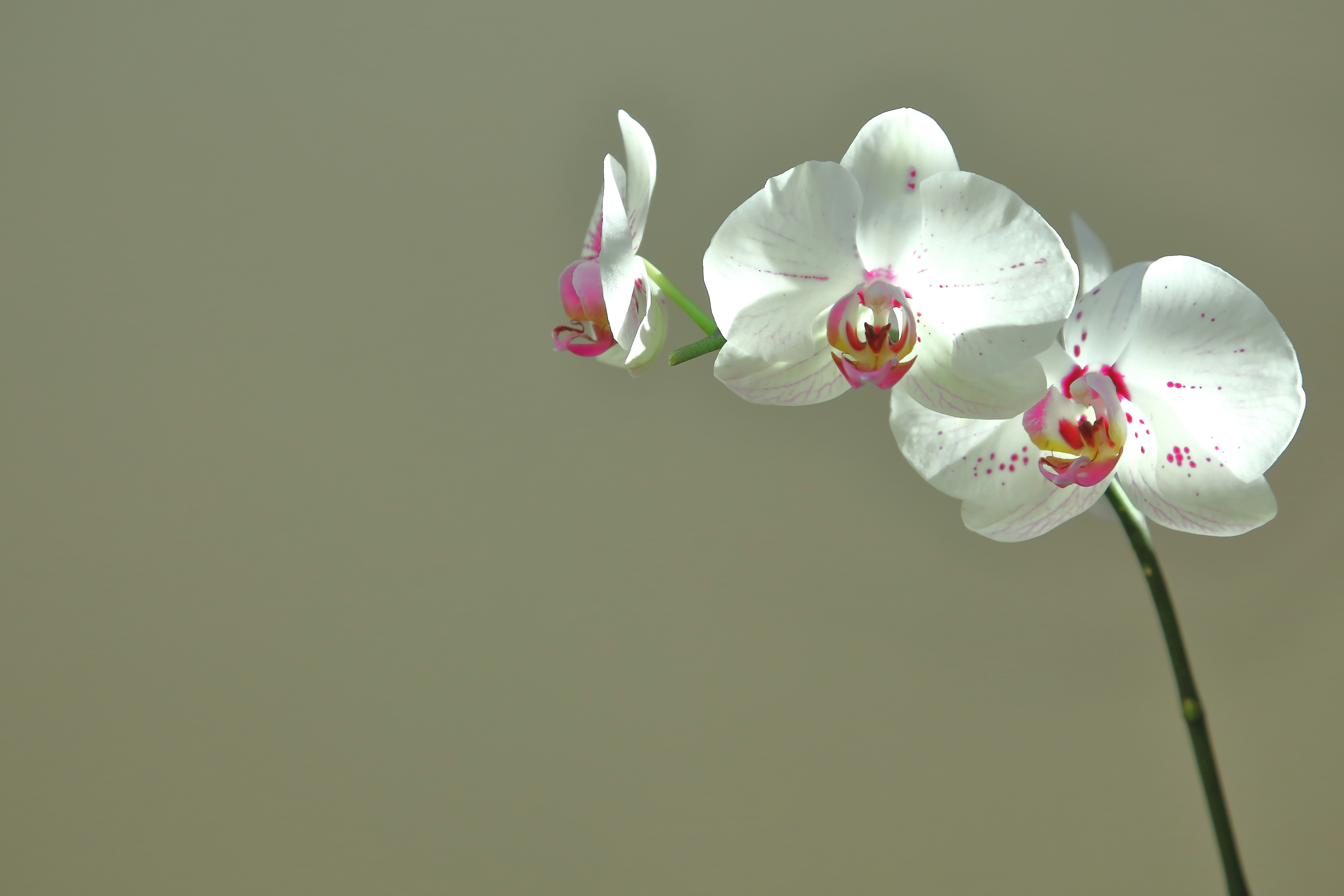 White Phalaenopsis Cascade with Pink-tinged Speckled Centers