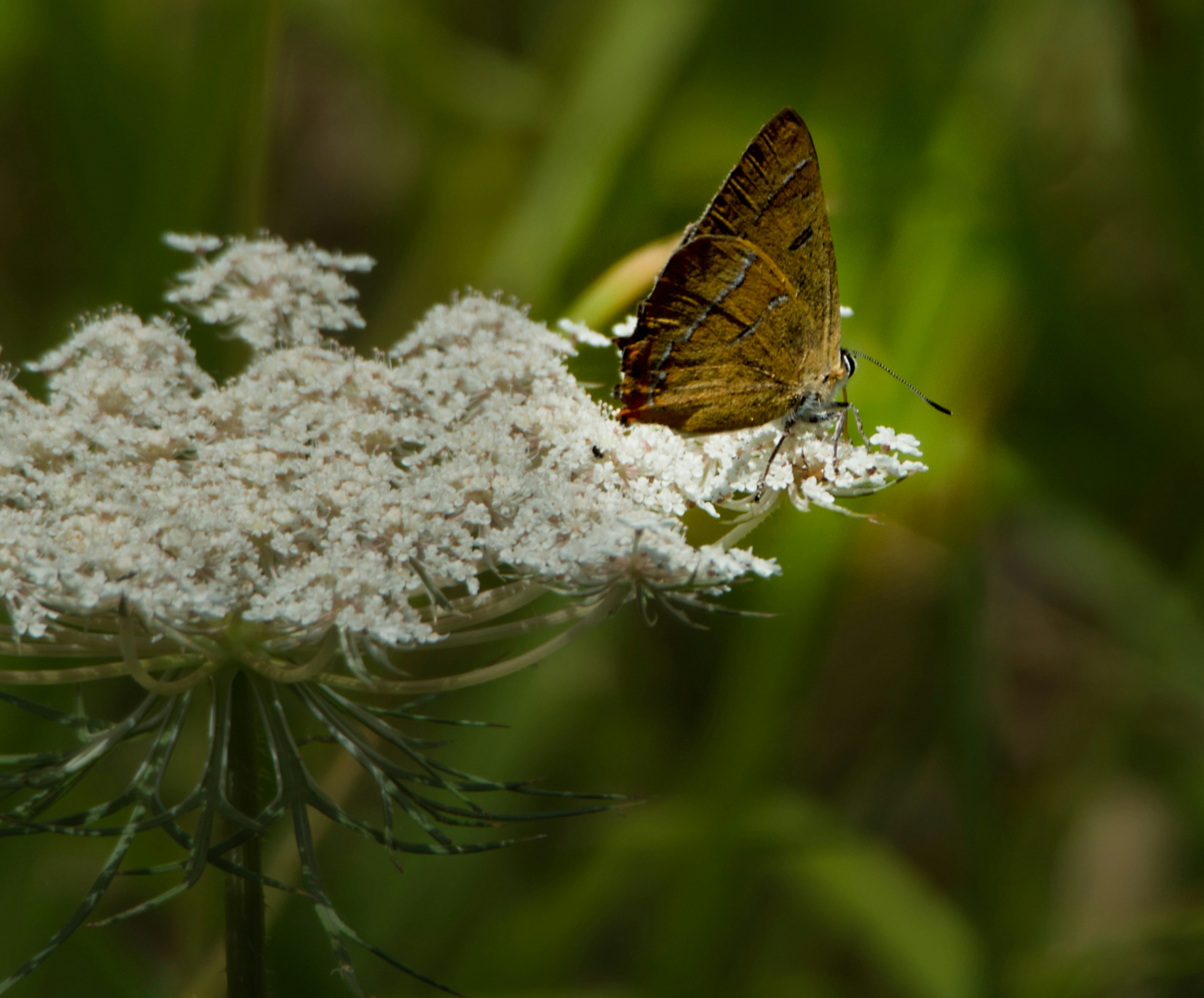 Butterfly on Queen Anne's Lace: delicate amber wing meets frosted bloom
