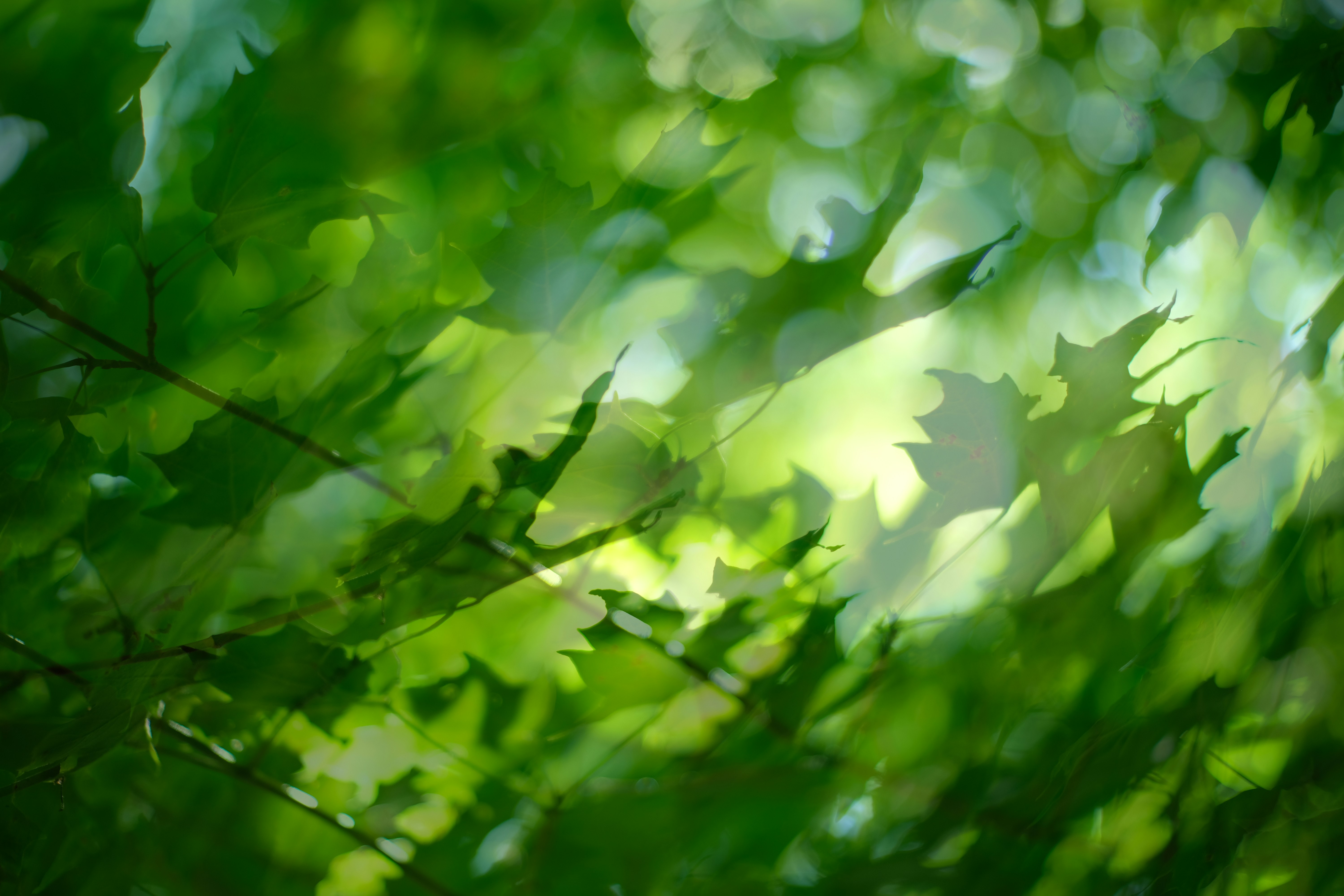 Green Veil: Soft Focus of Leaf Shadows in Dappled Light