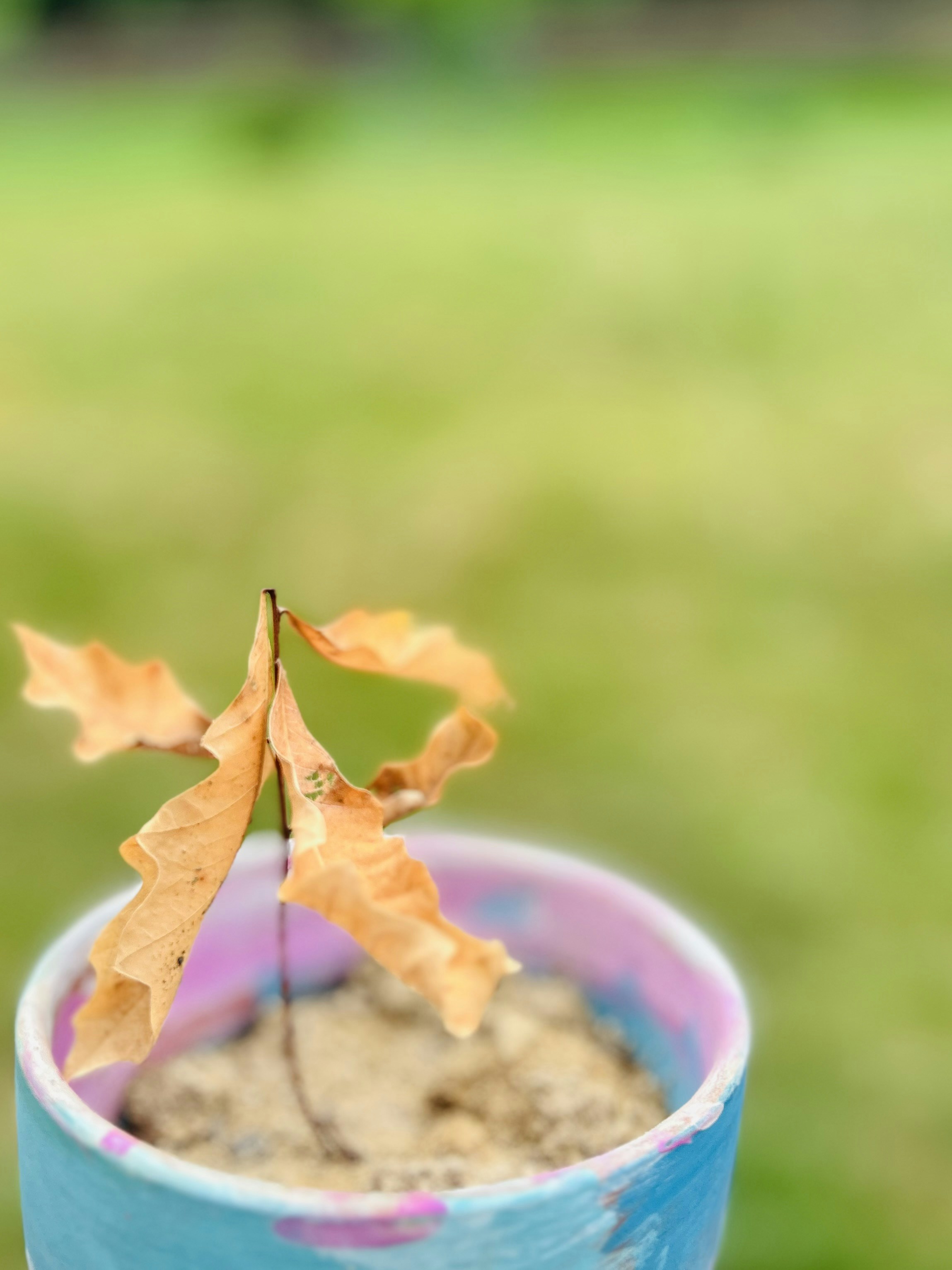 Withered Leaf in a Painted Pot Reaching Toward the Sun