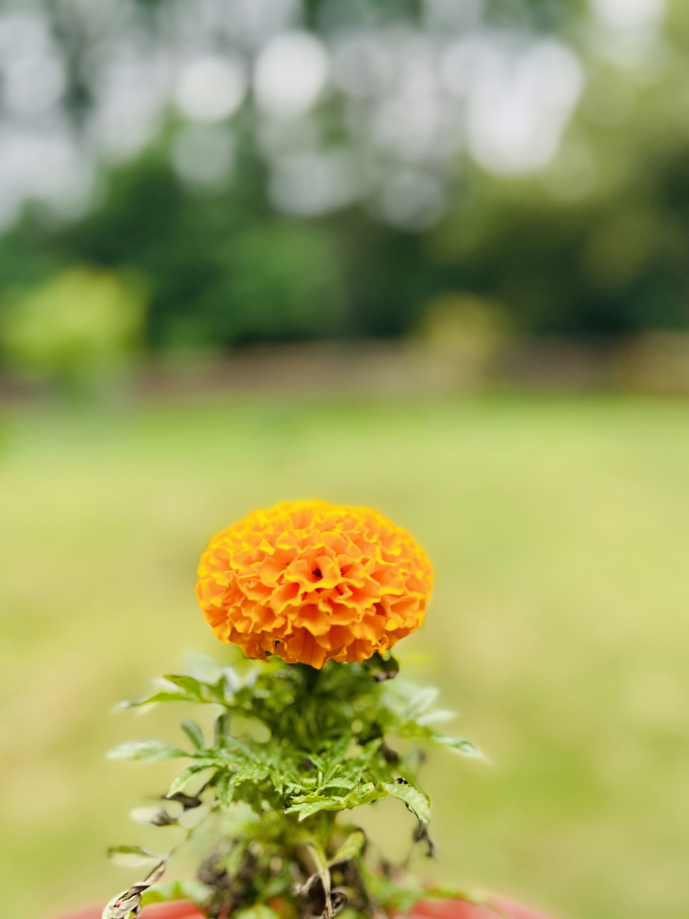 Bright Marigold in Focus, Soft Green Backdrop