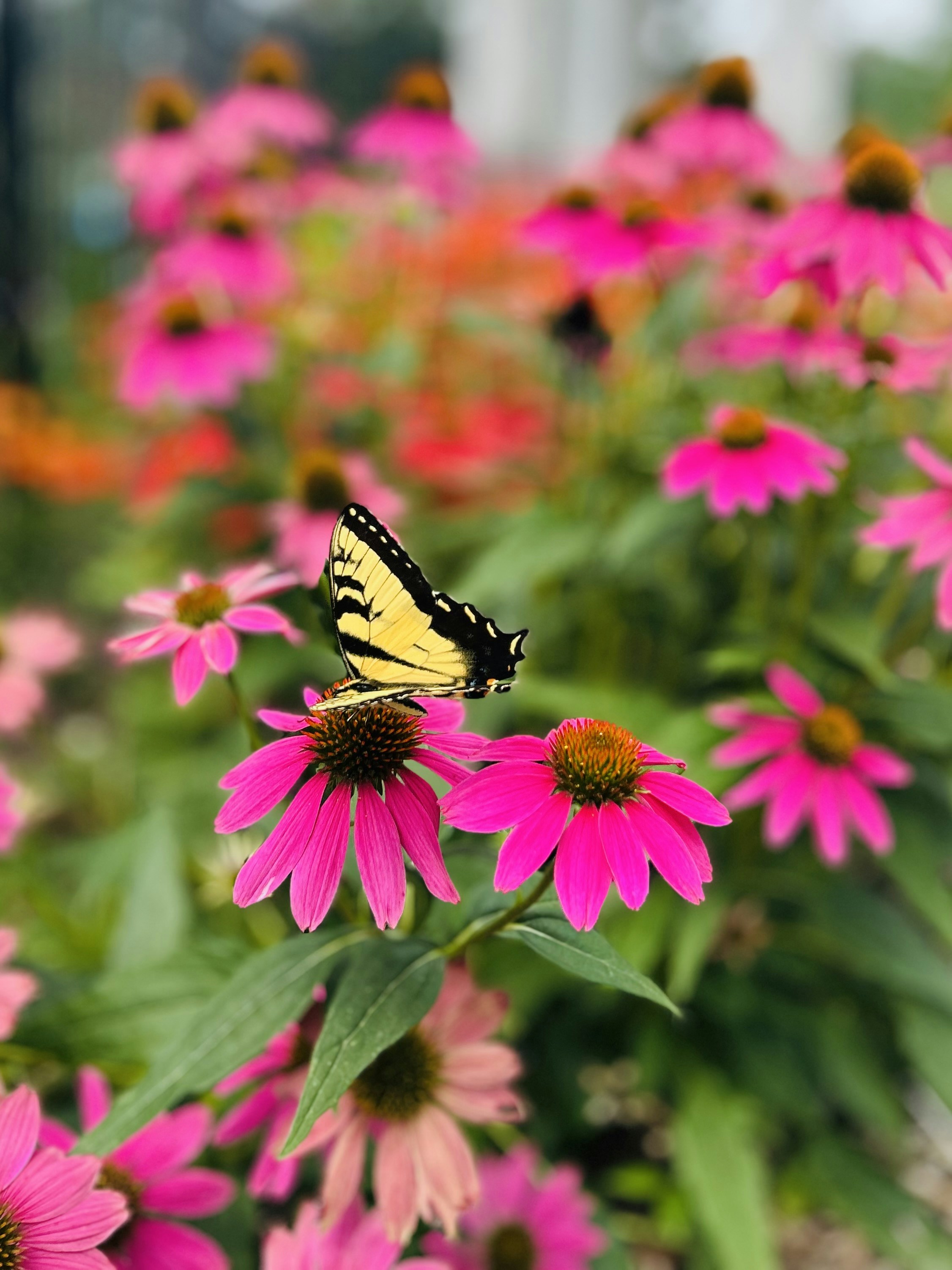 Butterfly perched on a vibrant pink coneflower amid a blurred field of blossoms, capturing a vivid macro-like garden scene.