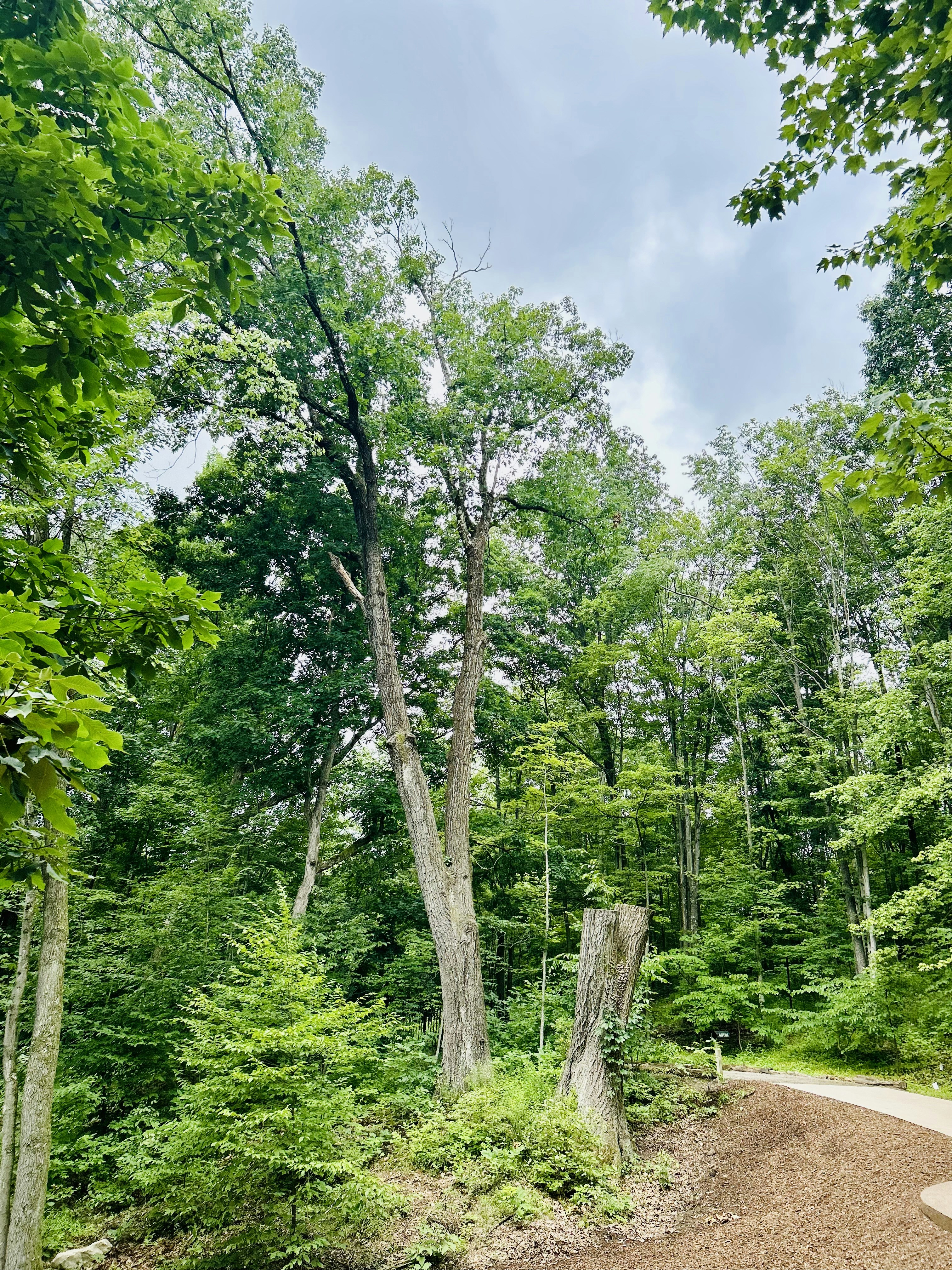 Sunlit Green Corridor: A Tranquil Trail Through Towering Oaks