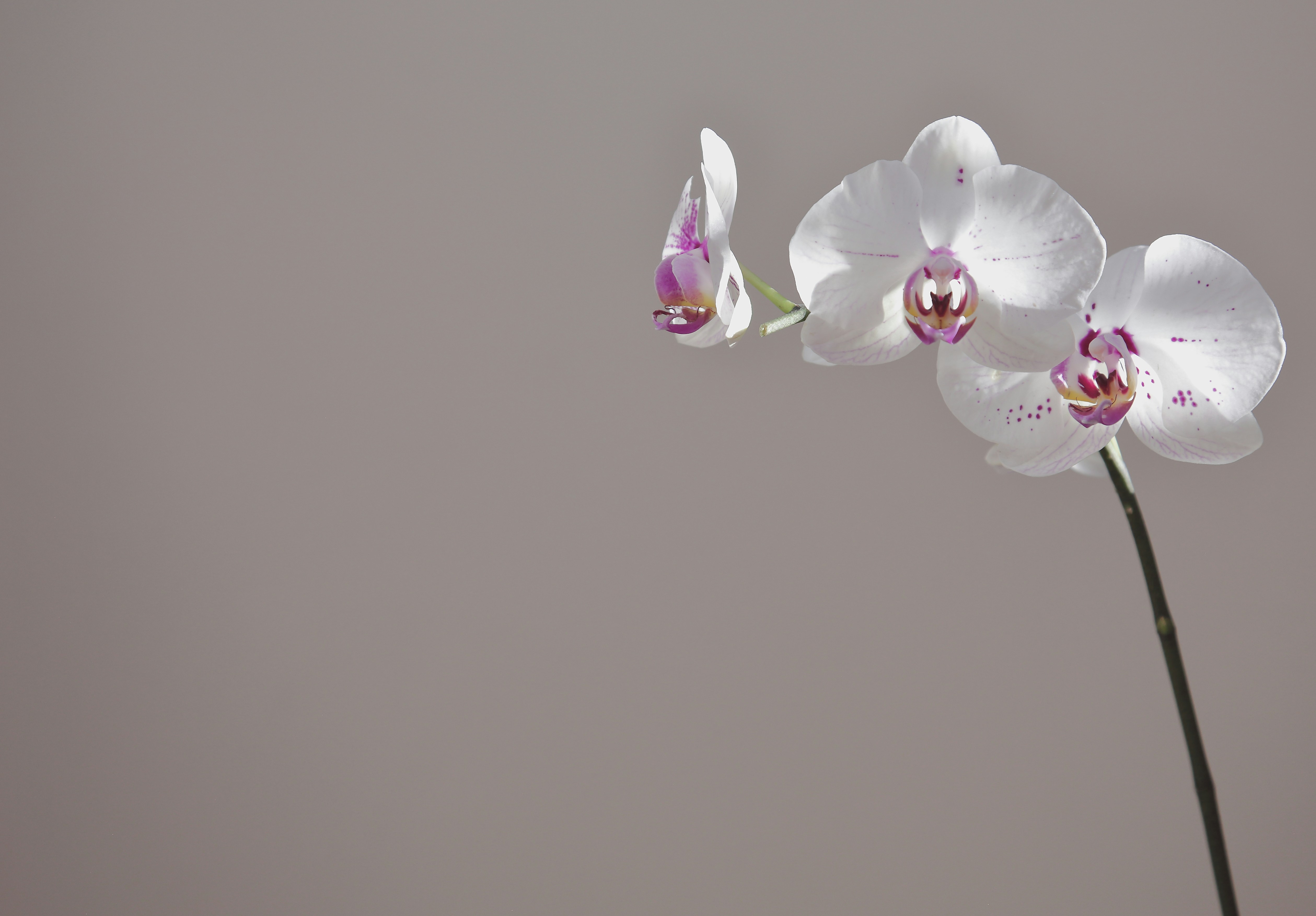 A single white orchid with pink centers extends along a thin stem against a smooth, muted background. Clean negative space emphasizes the flower's delicate form.