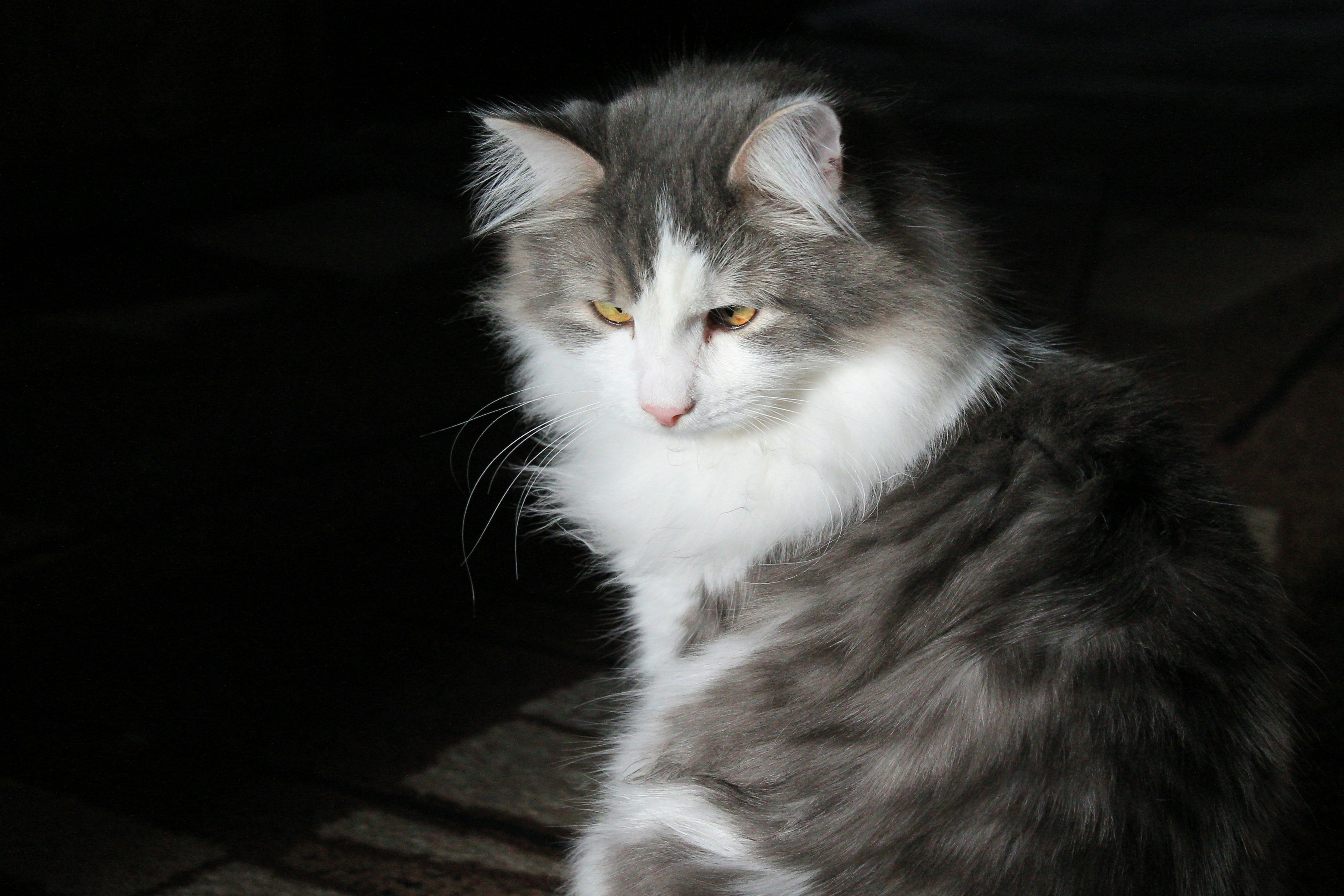 Soft-Eyed Guardian in Dappled Shade