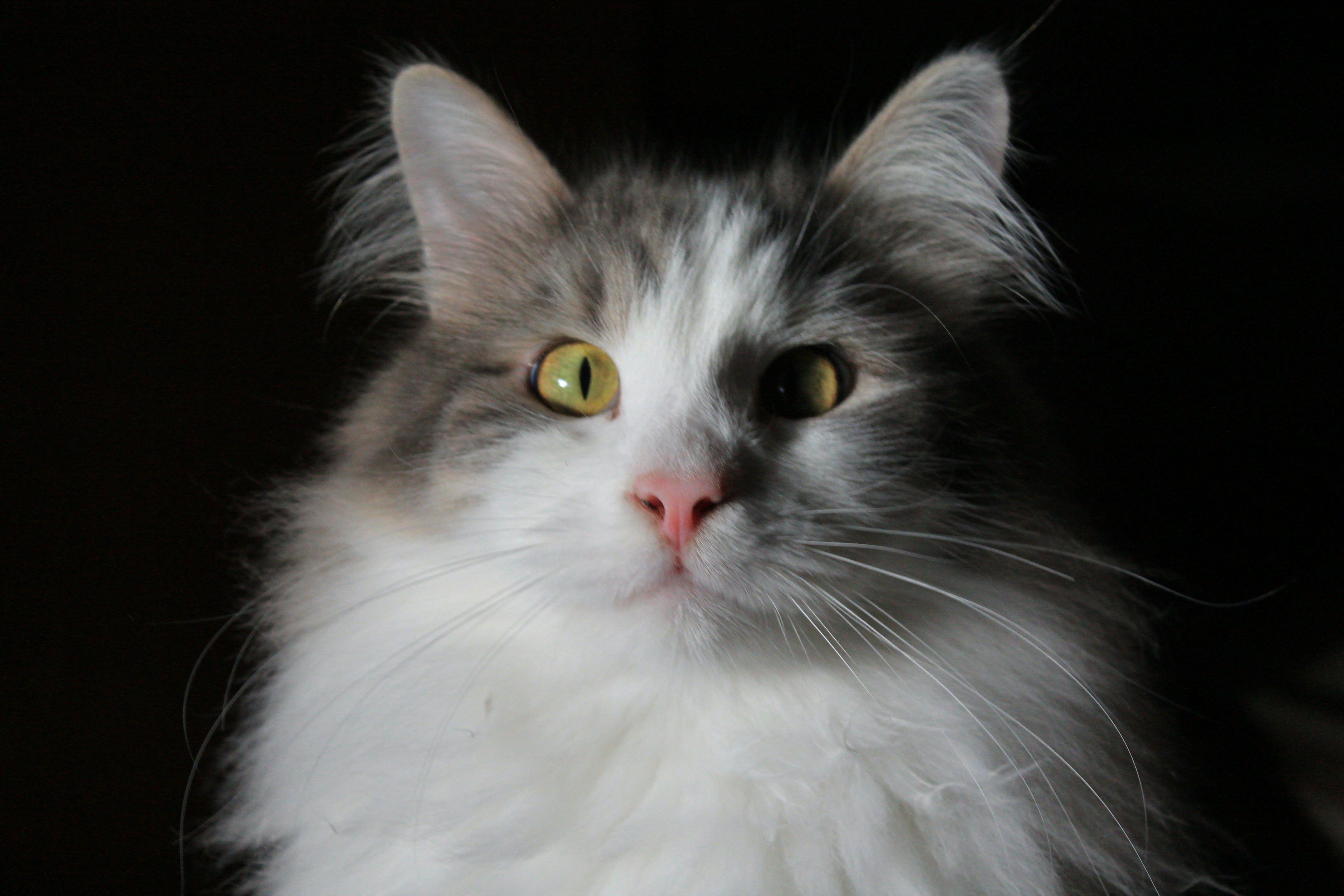 Cat Emerges from the Dark: Glaring Gaze in Soft Light