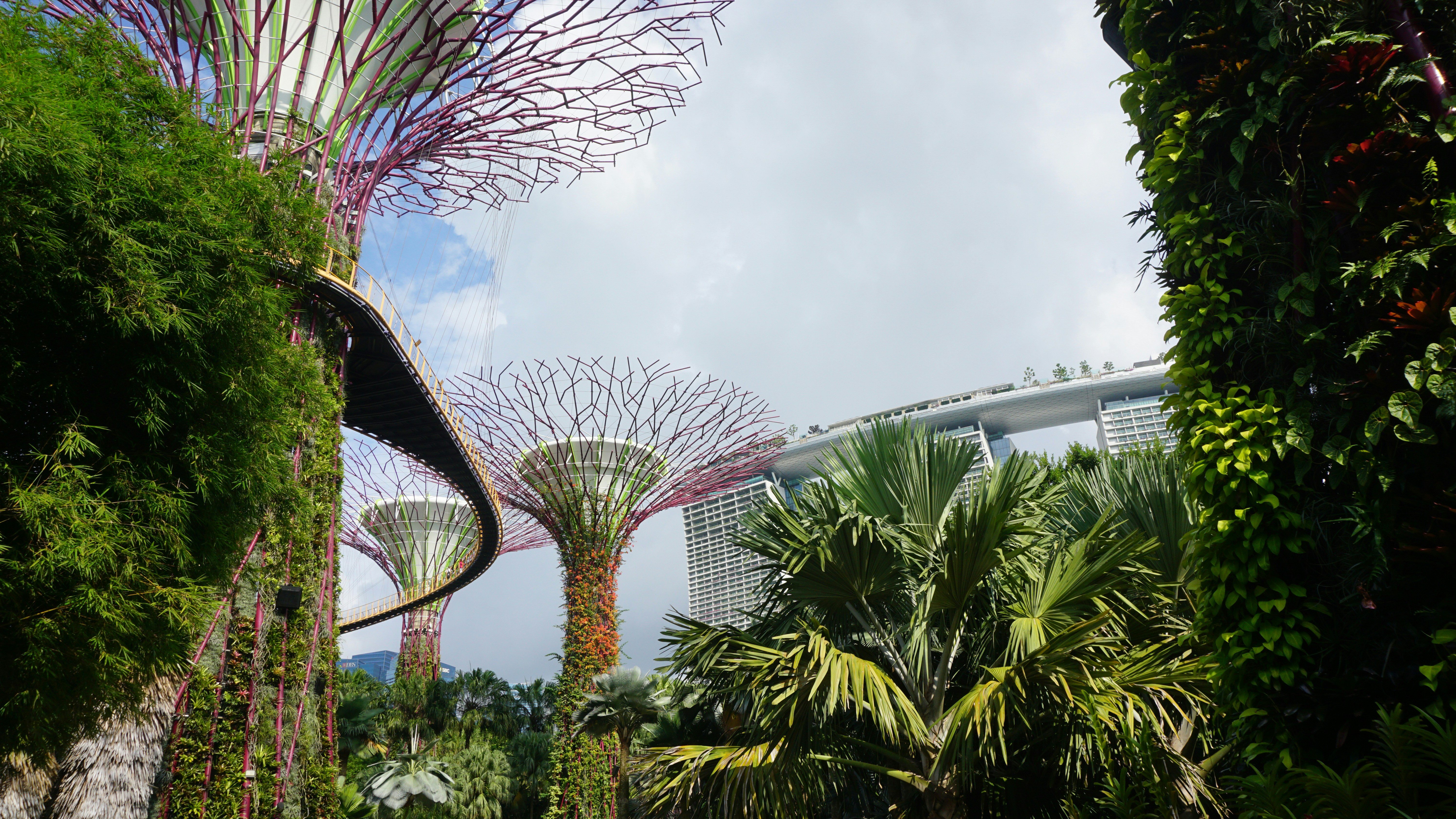 Urban Oasis: The Supertree Canopy Framed by Fringing Green